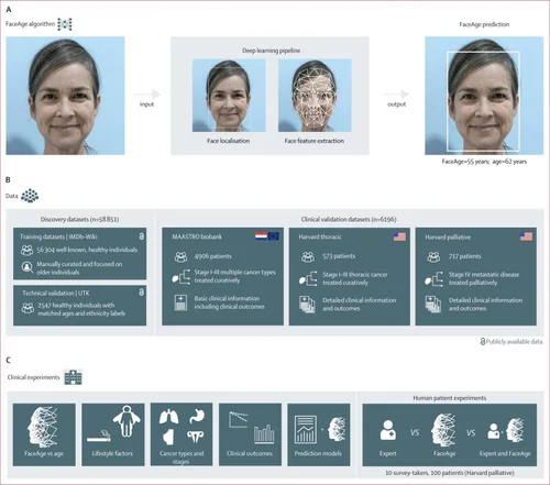 Novel AI for estimation of biological age from face photographs — AIM - Harvard