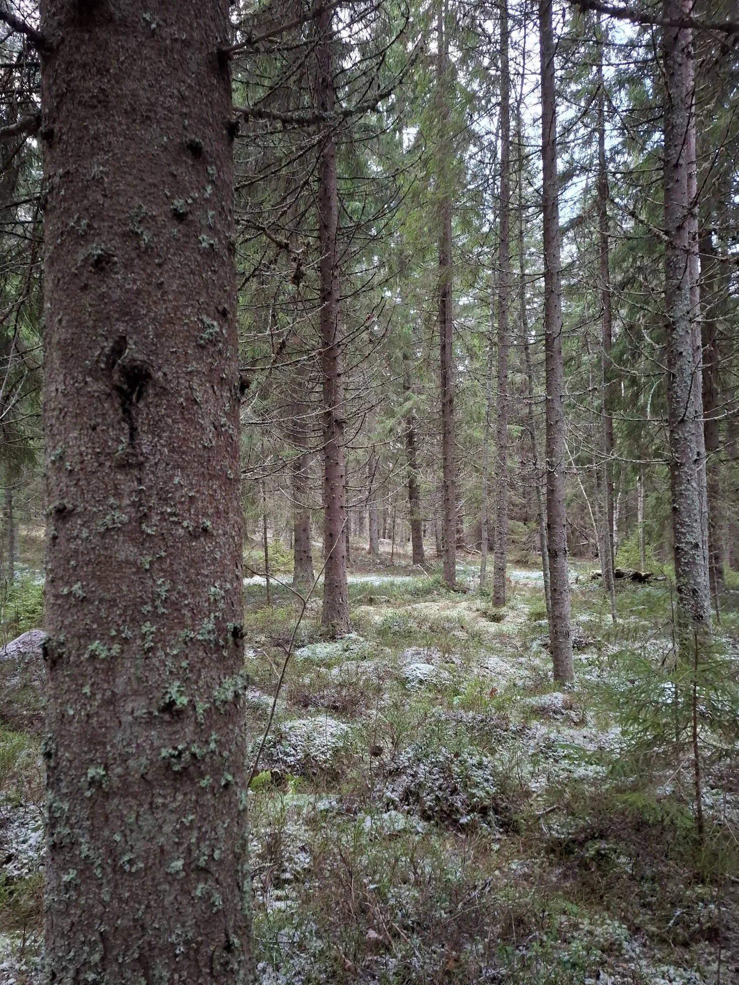 Metsätila n. 34 ha, Jyväskylä, Saarenmaa — Päijänteen Mhy LKV