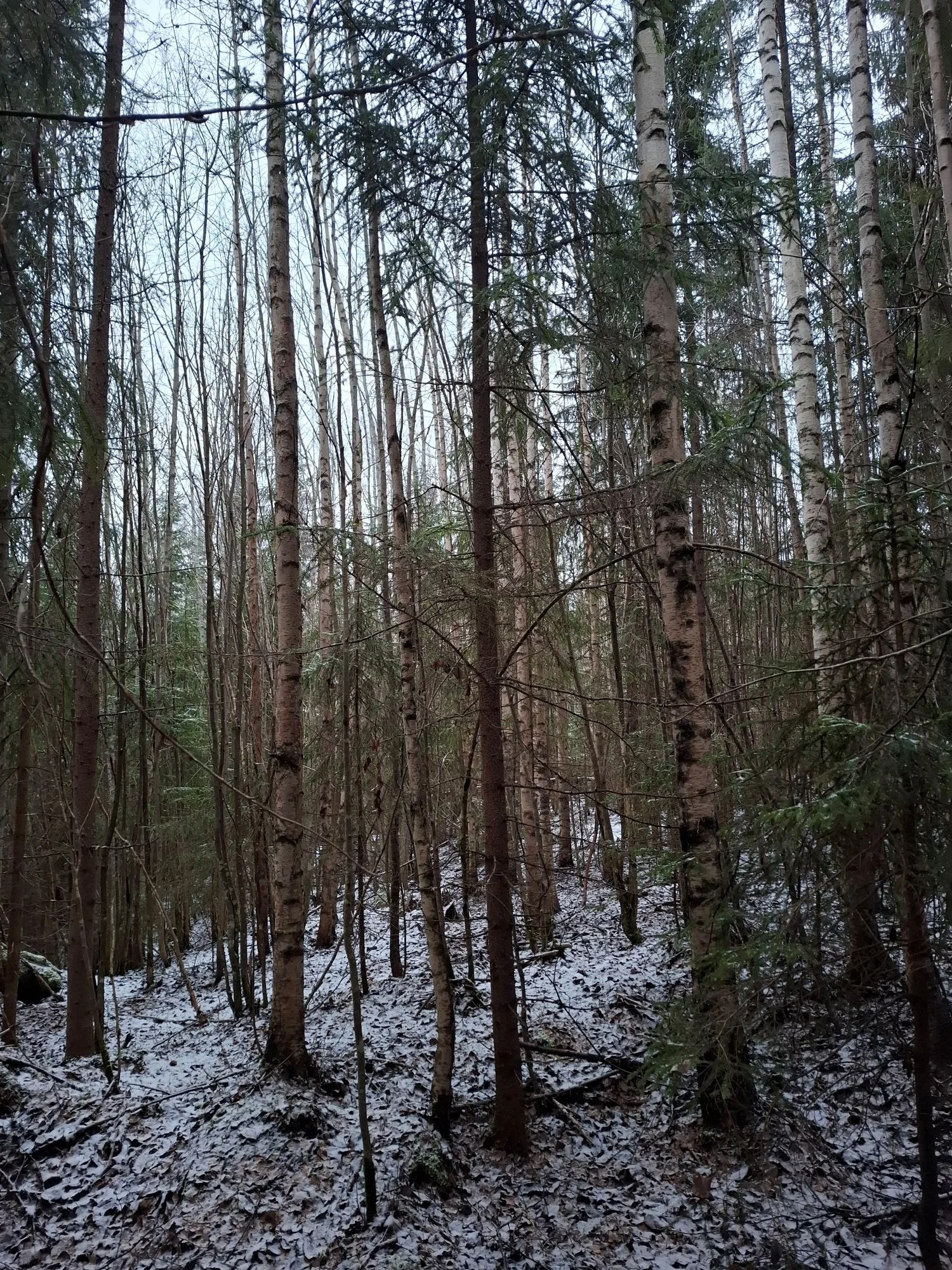 Metsätila n. 34 ha, Jyväskylä, Saarenmaa — Päijänteen Mhy LKV