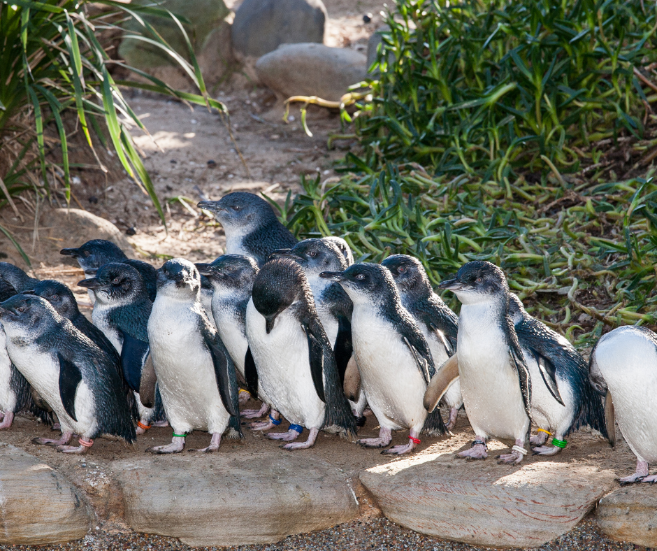 8 Best Things To Do In Victoria In Winter — Kiwi Talks Travel