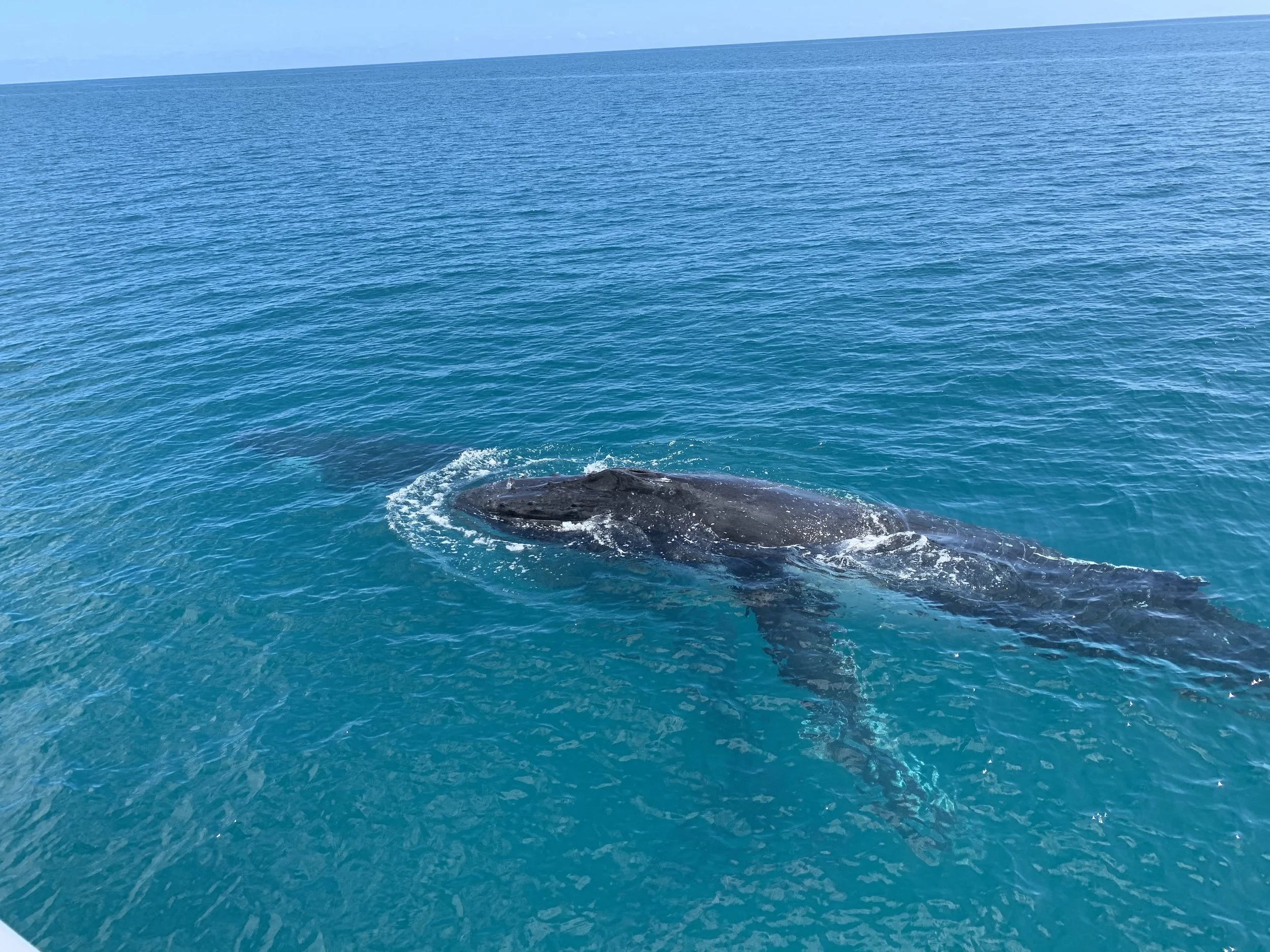 The Ultimate Queensland Bucket List — Kiwi Talks Travel