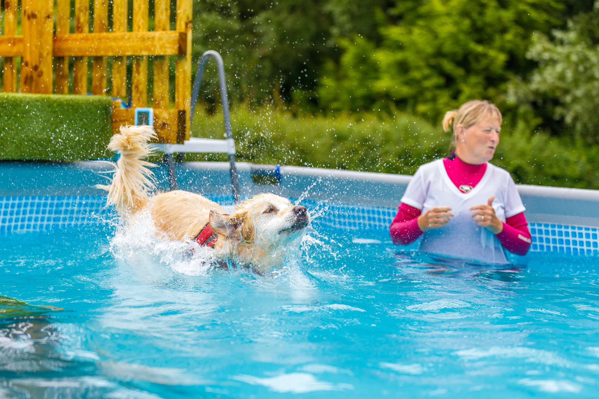 About — SwimDogs