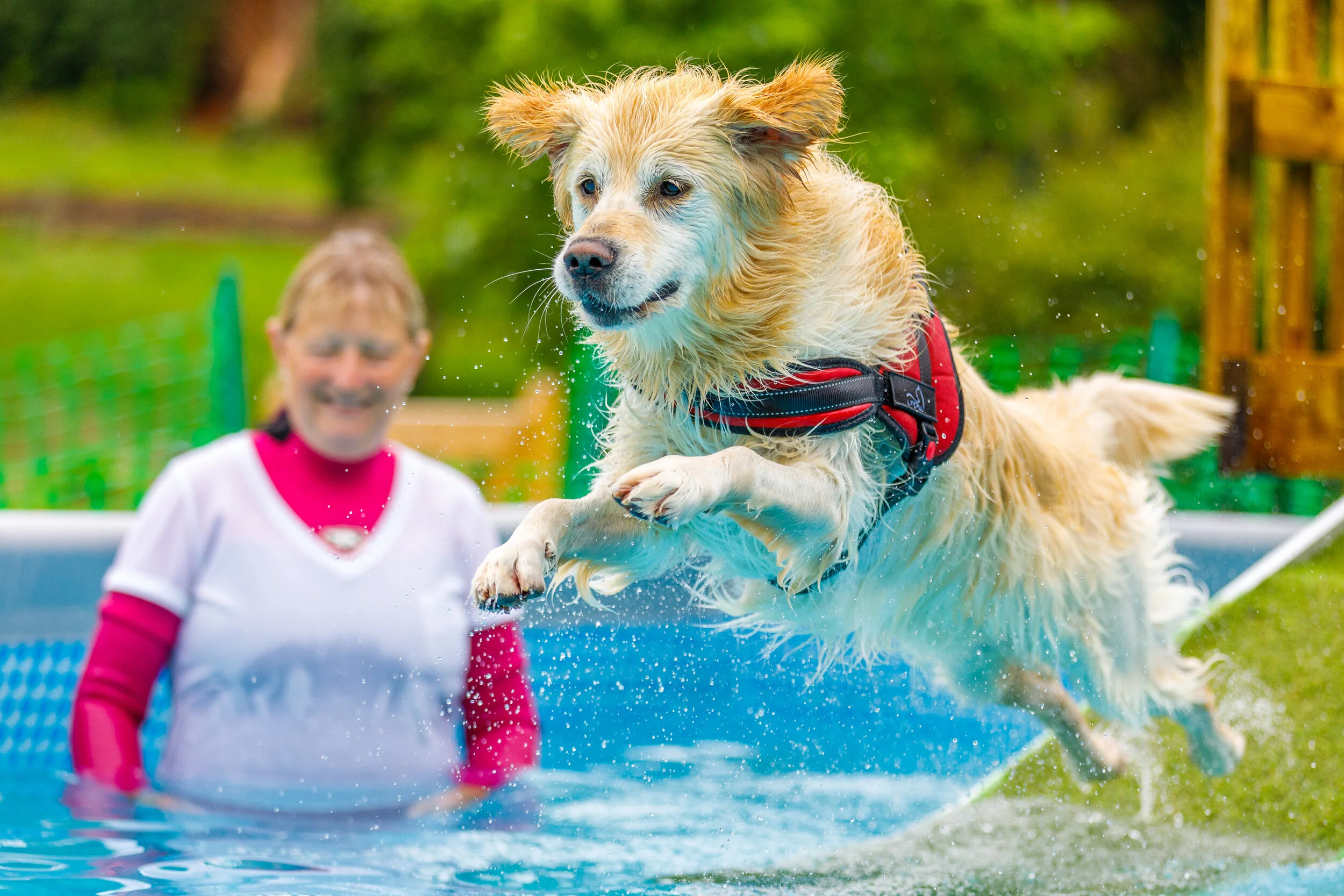 About — SwimDogs
