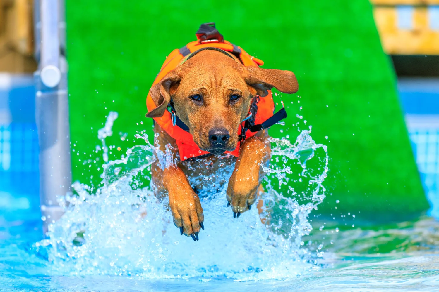 SwimDogs