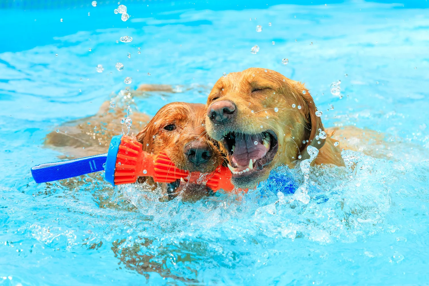 SwimDogs