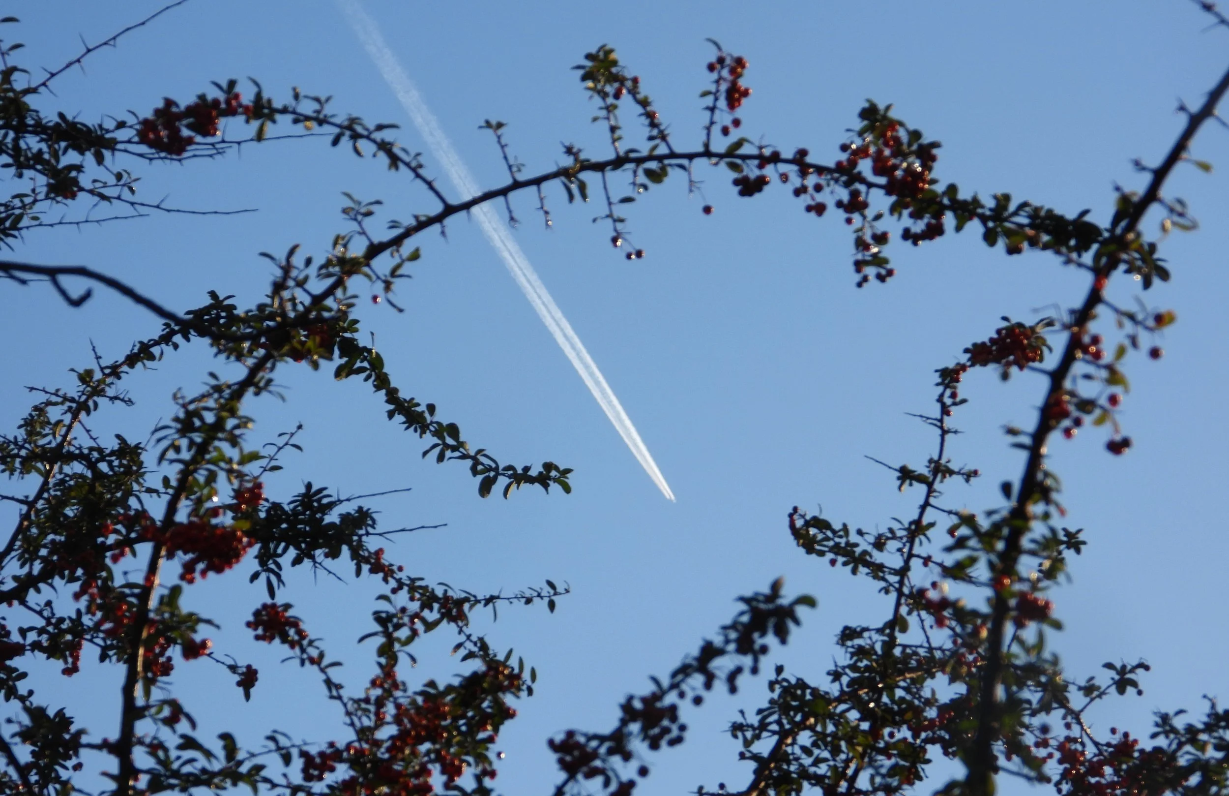 Long shot — Suzanne Arnold