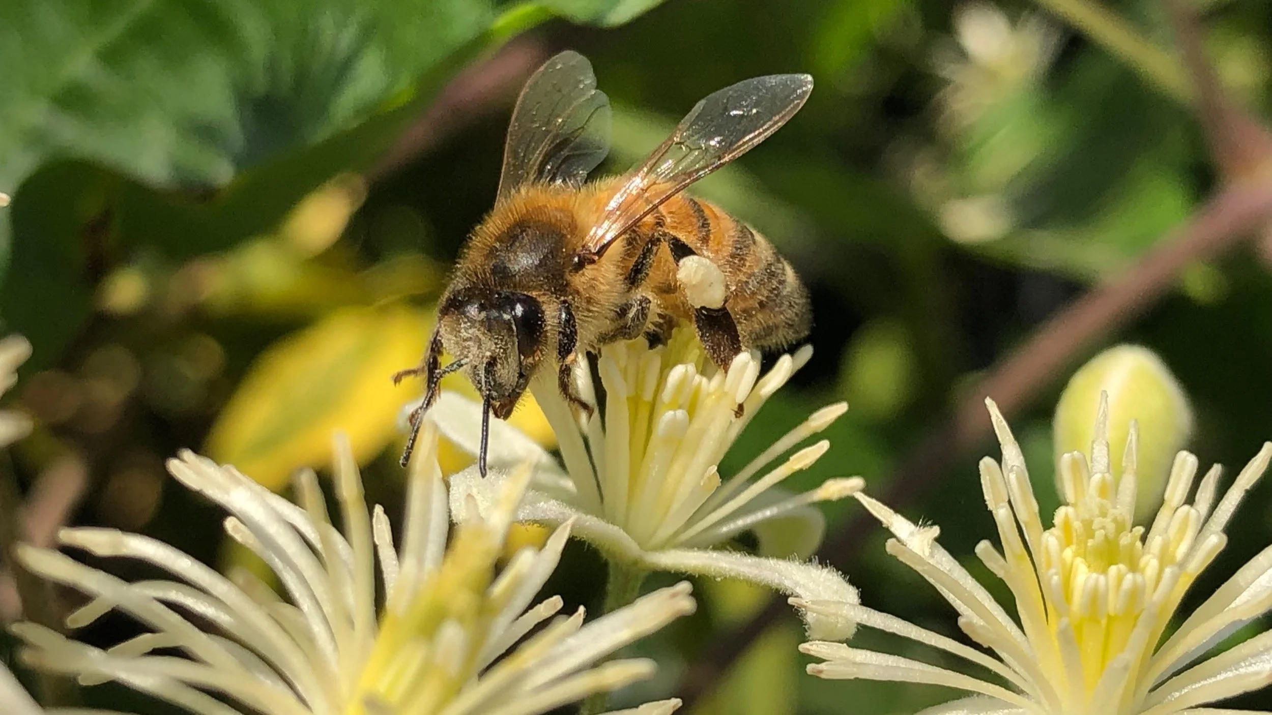 Origin stories: the bee’s knees — Suzanne Arnold