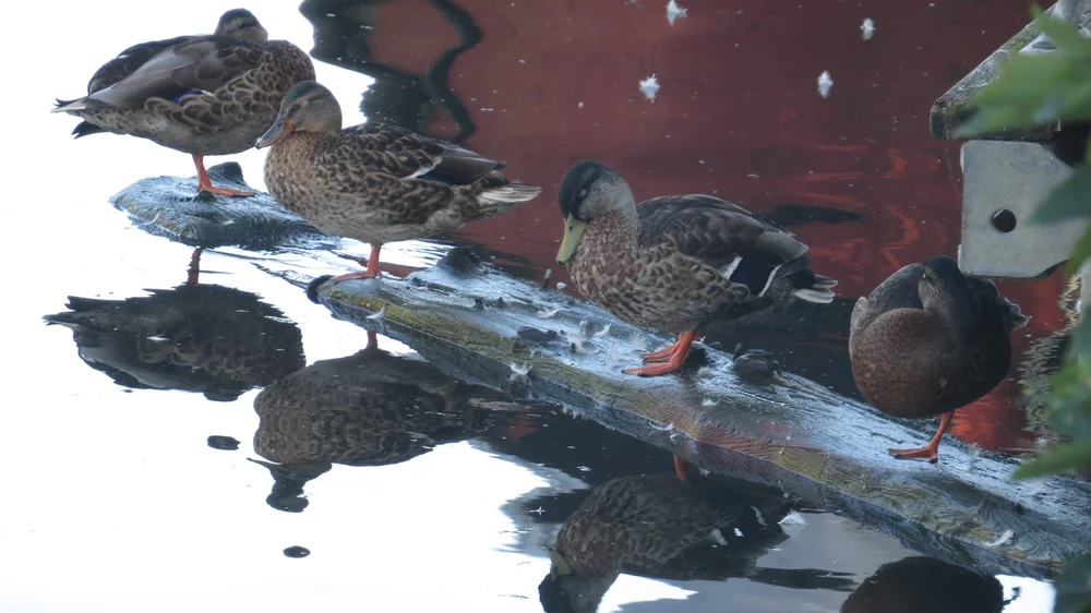 Origin stories: ducks in a row/lined up — Suzanne Arnold