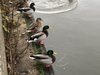 Origin stories: ducks in a row/lined up — Suzanne Arnold