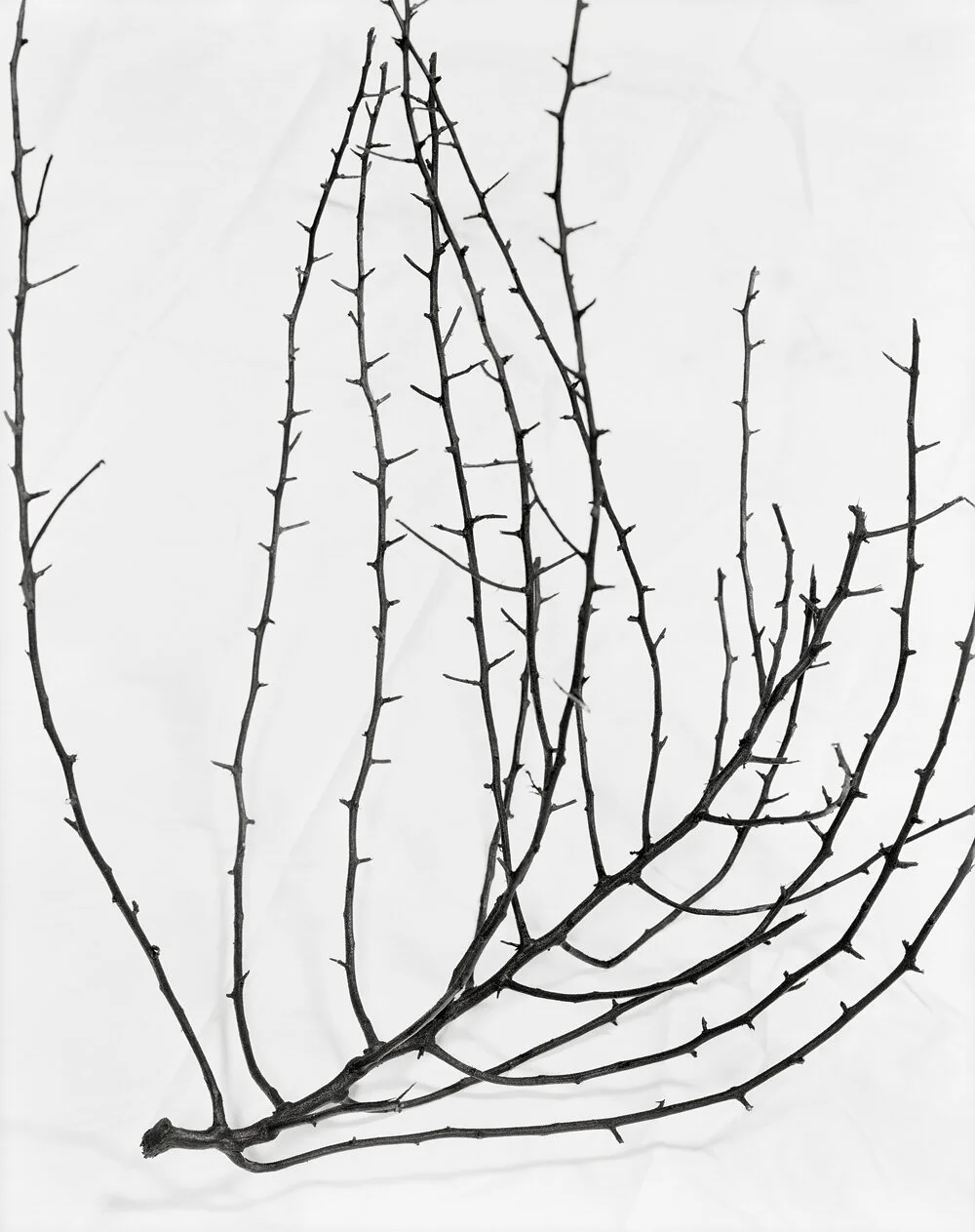 Black Merino - THISISNON x CJ Heyliger — Acreati