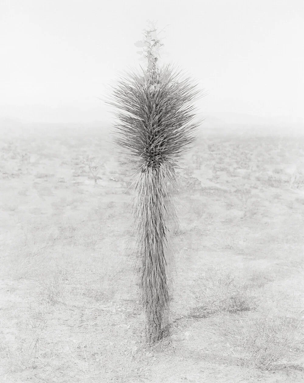 Black Merino - THISISNON x CJ Heyliger — Acreati