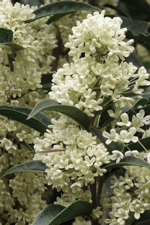 Osmanthus Fragrans (Sweet or Fragrant Olive) — Corfu Agro