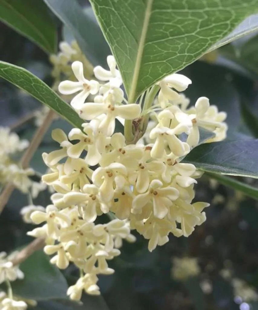 Osmanthus Fragrans (Sweet or Fragrant Olive) — Corfu Agro