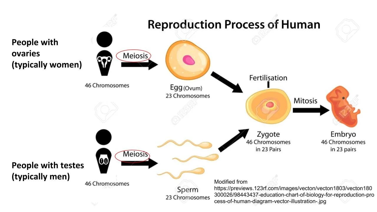 Diagram Of Human Reproductive Process Gender Inclusive Biology Diagram Of Human Reproductive Process Gender Inclusive Biology