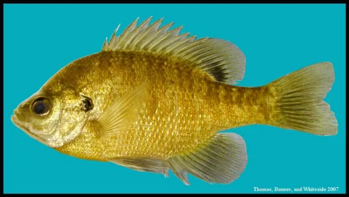 Spawning males of the bluegill sunfish have 3 body types/genders of ...