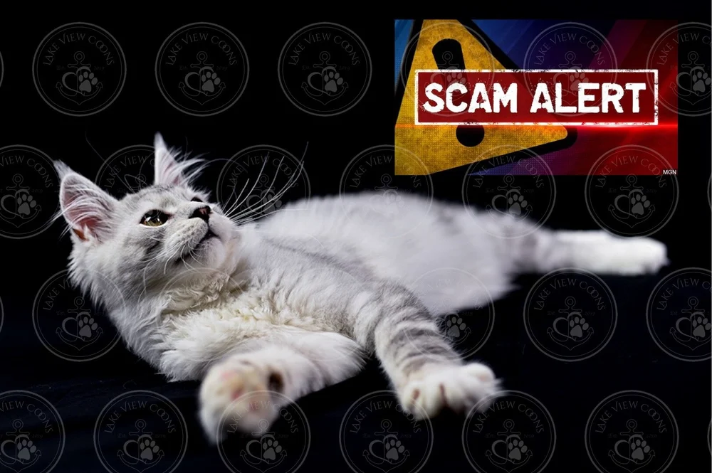 Tips for Avoiding and Reporting Online Pet Scams — Lake View Maine Coons