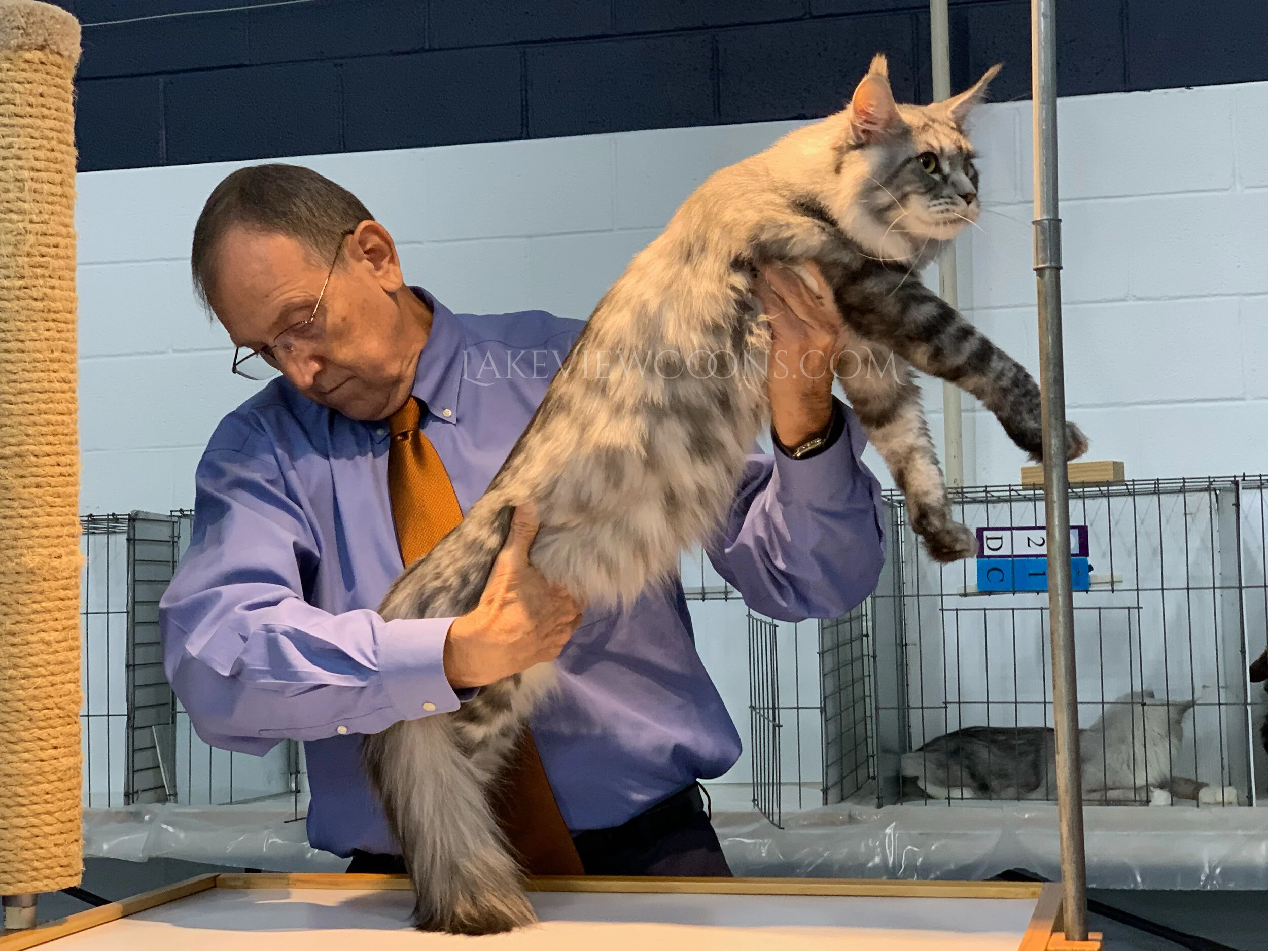 Cattery News - Summer 2024 — Lake View Maine Coons