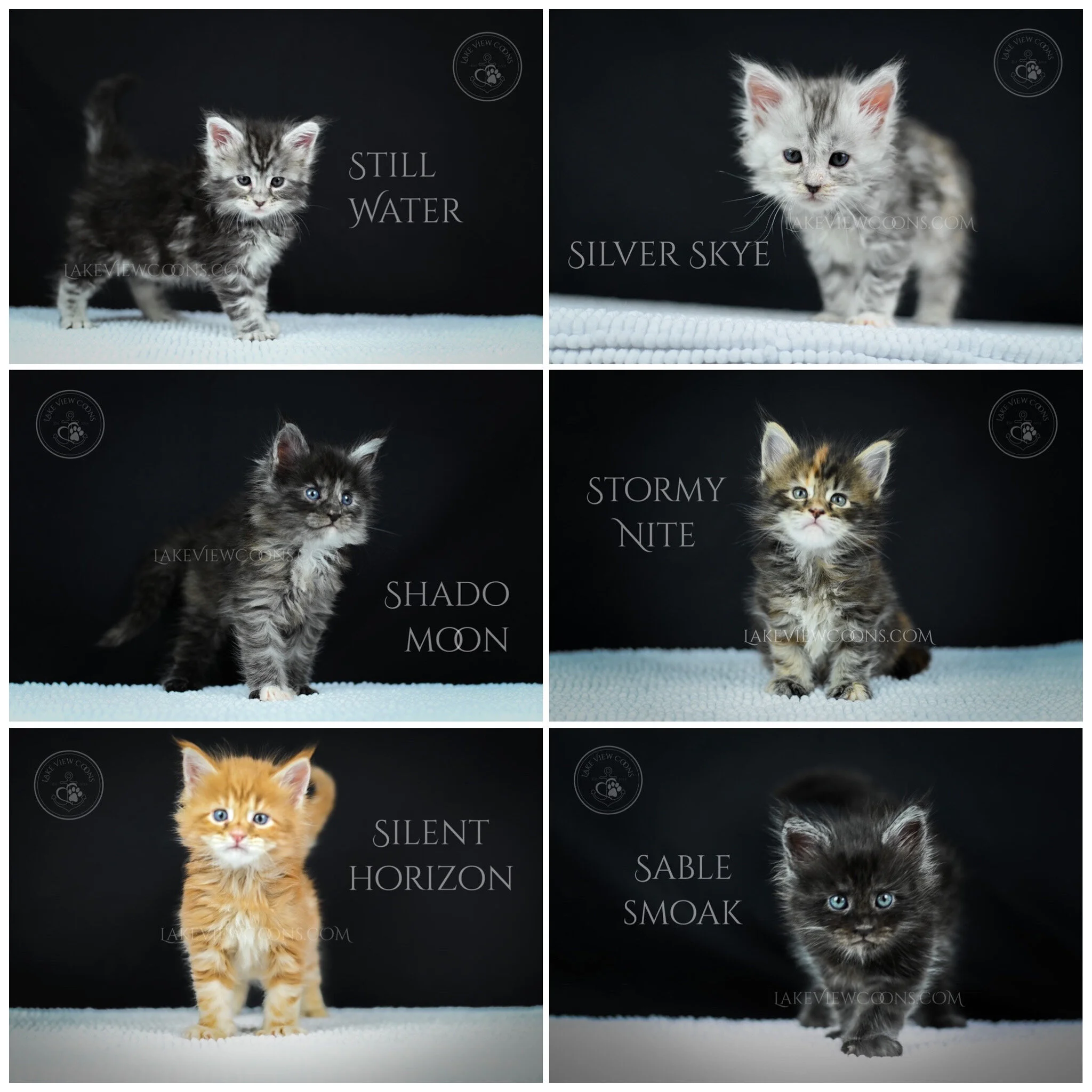 Kittens — Lake View Coons