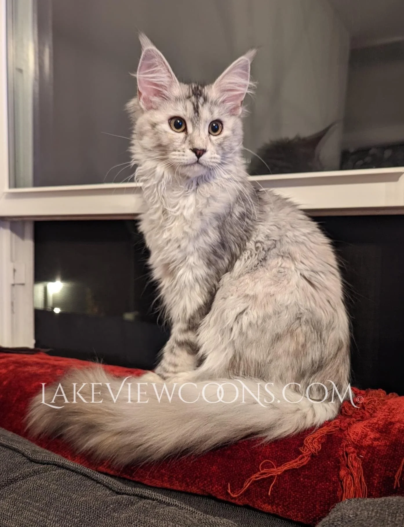 Kittens — Lake View Coons