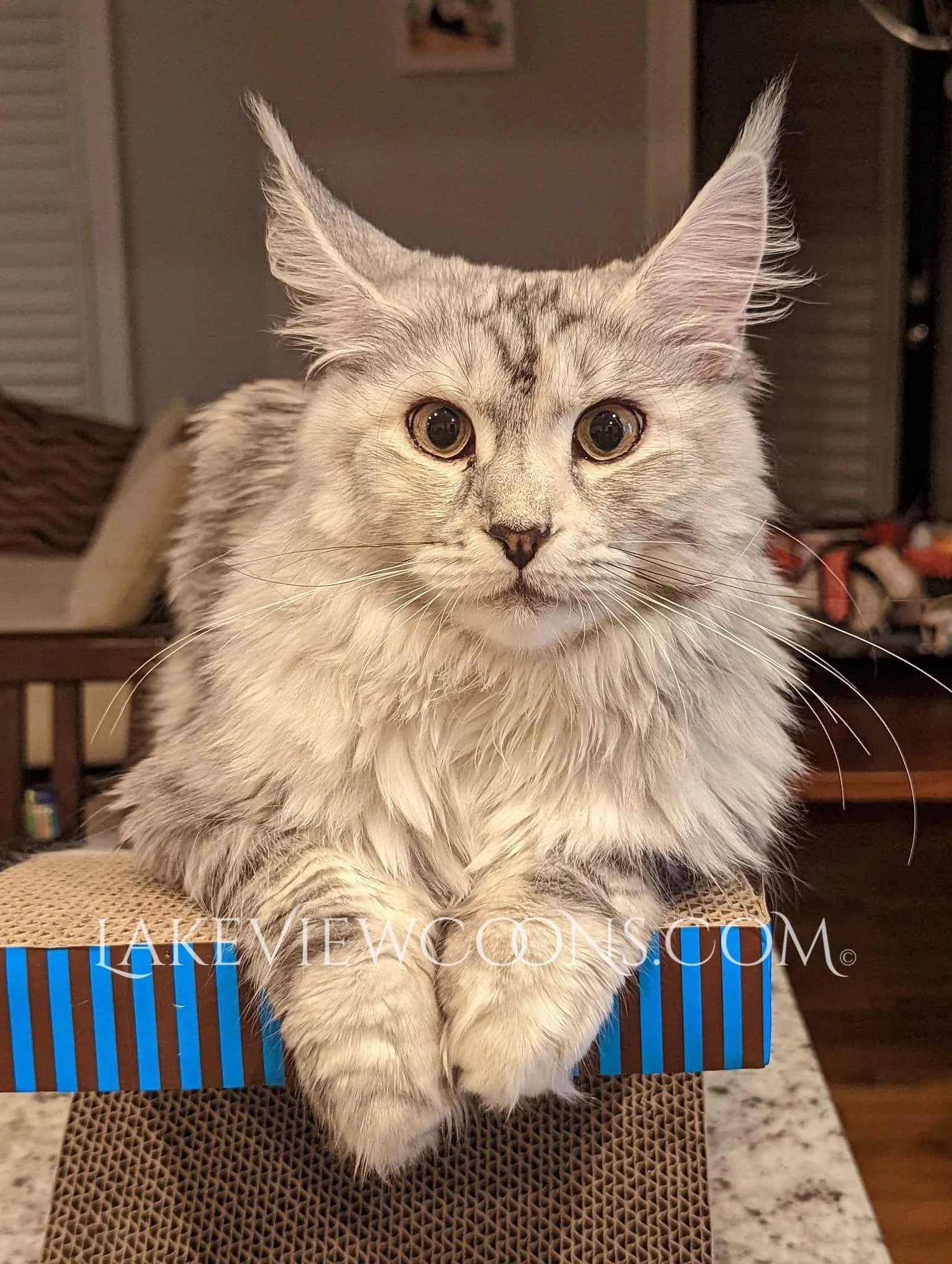 Kittens — Lake View Coons