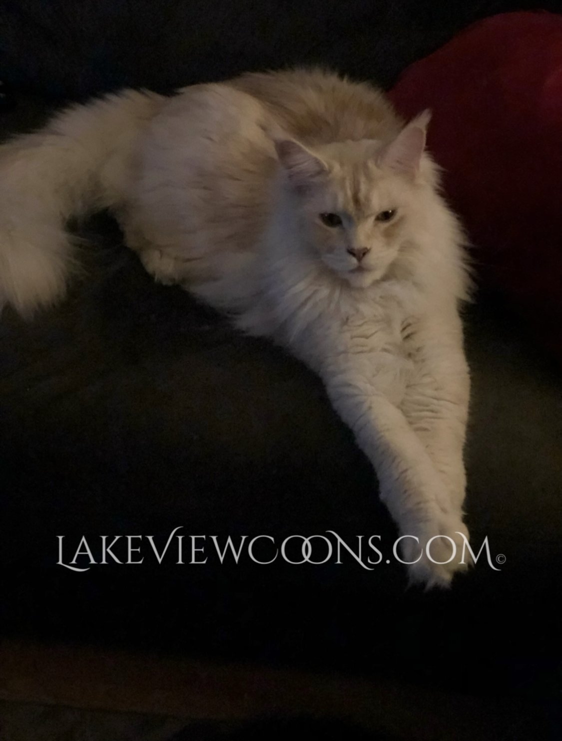 Kittens — Lake View Coons