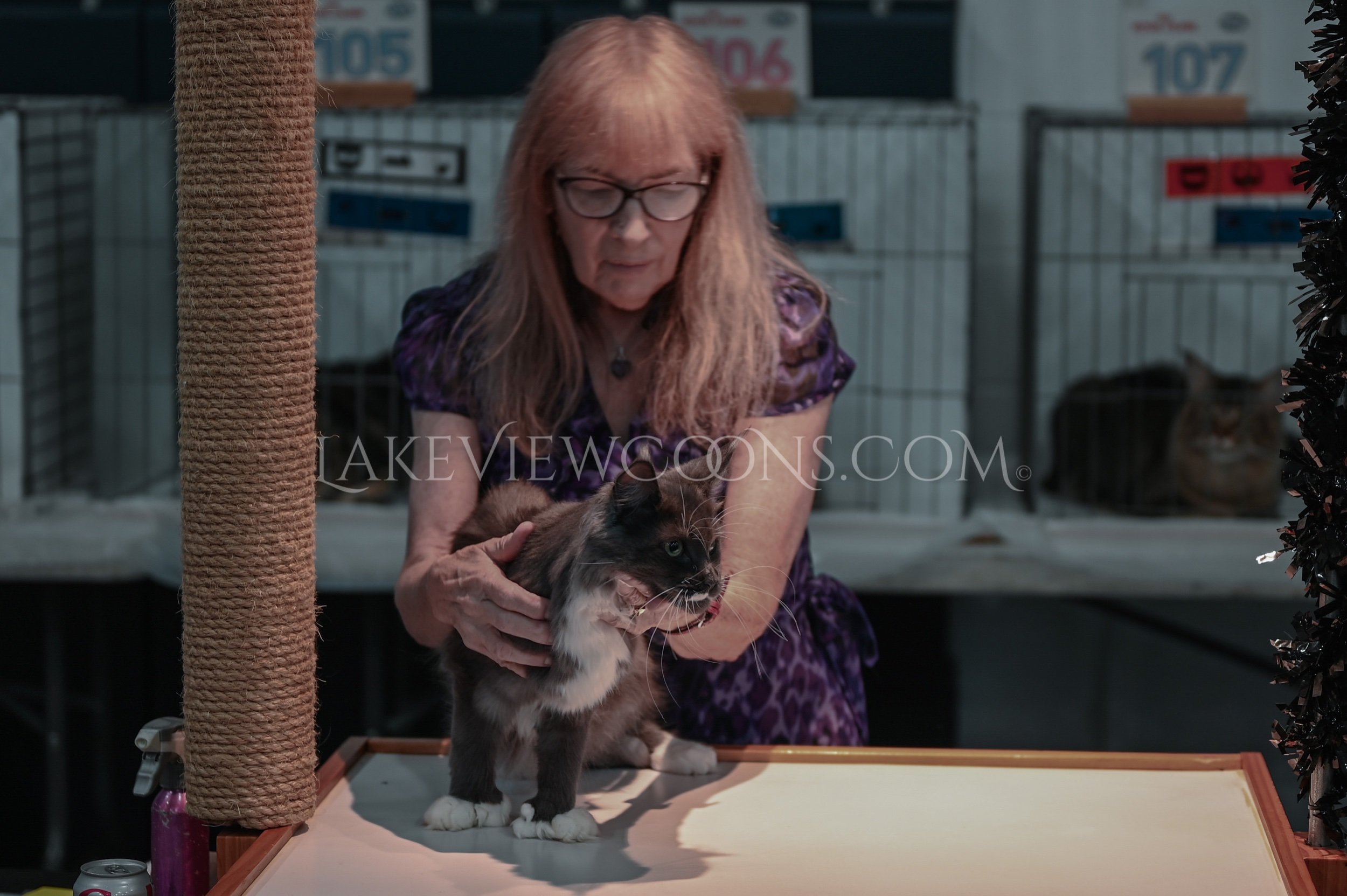 It's TICA Time presents, "Delightfully Wonderful Cats" — Lake View Coons