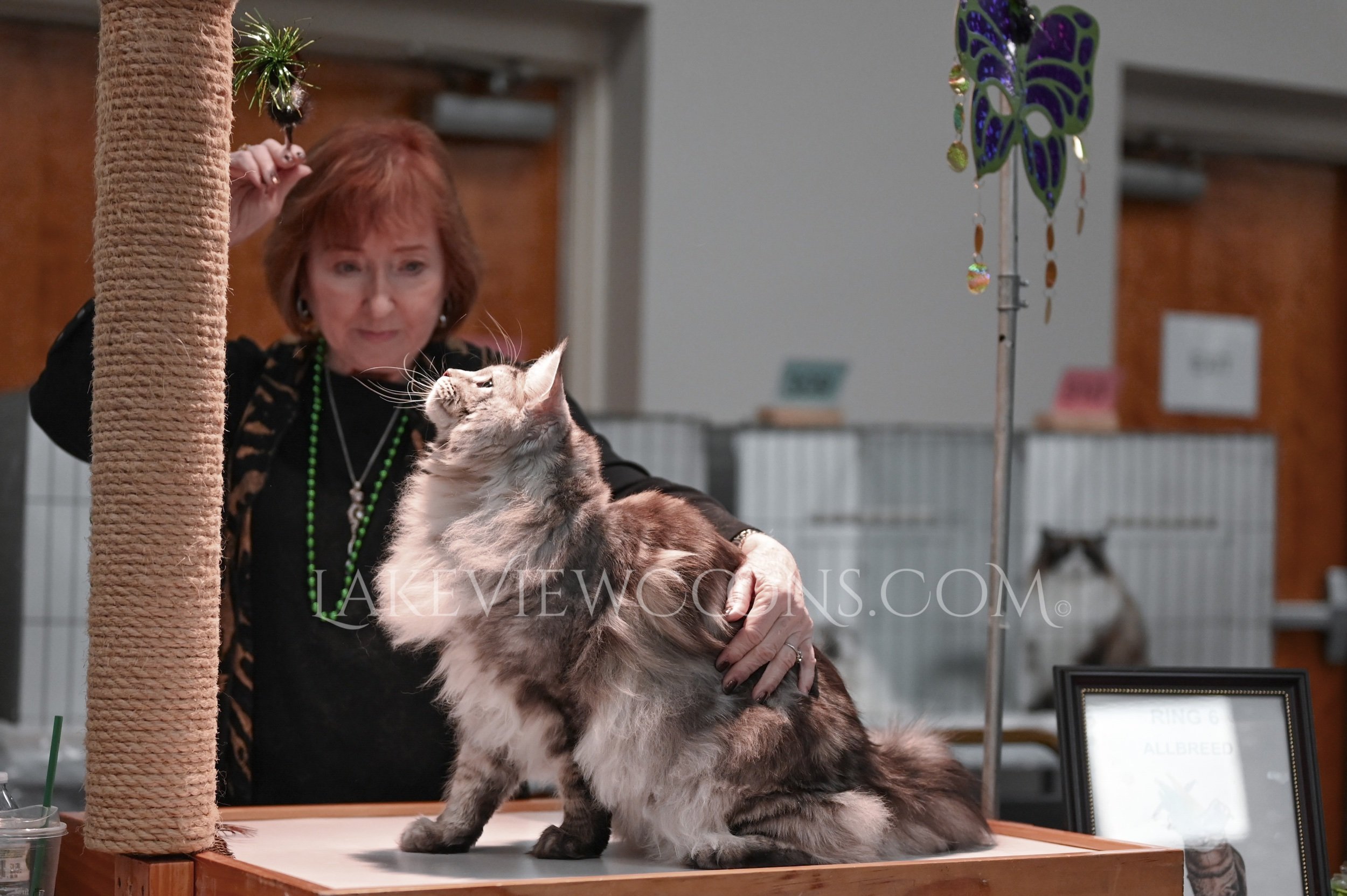 Alabama Paws & Claws' 3rd Annual Meow-Dis-Gras TICA Cat Show — Lake ...