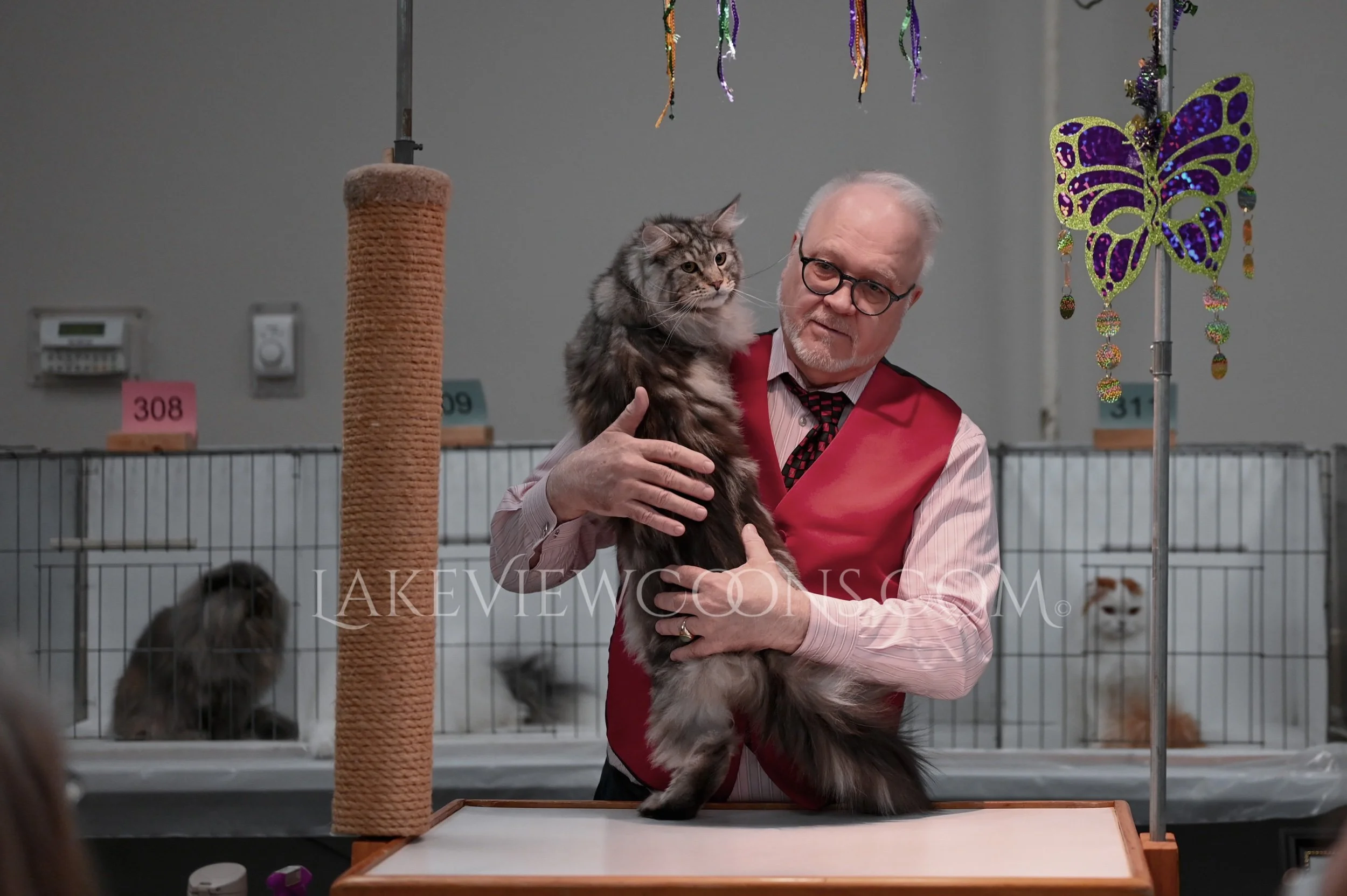 Alabama Paws & Claws' 3rd Annual Meow-Dis-Gras TICA Cat Show — Lake ...