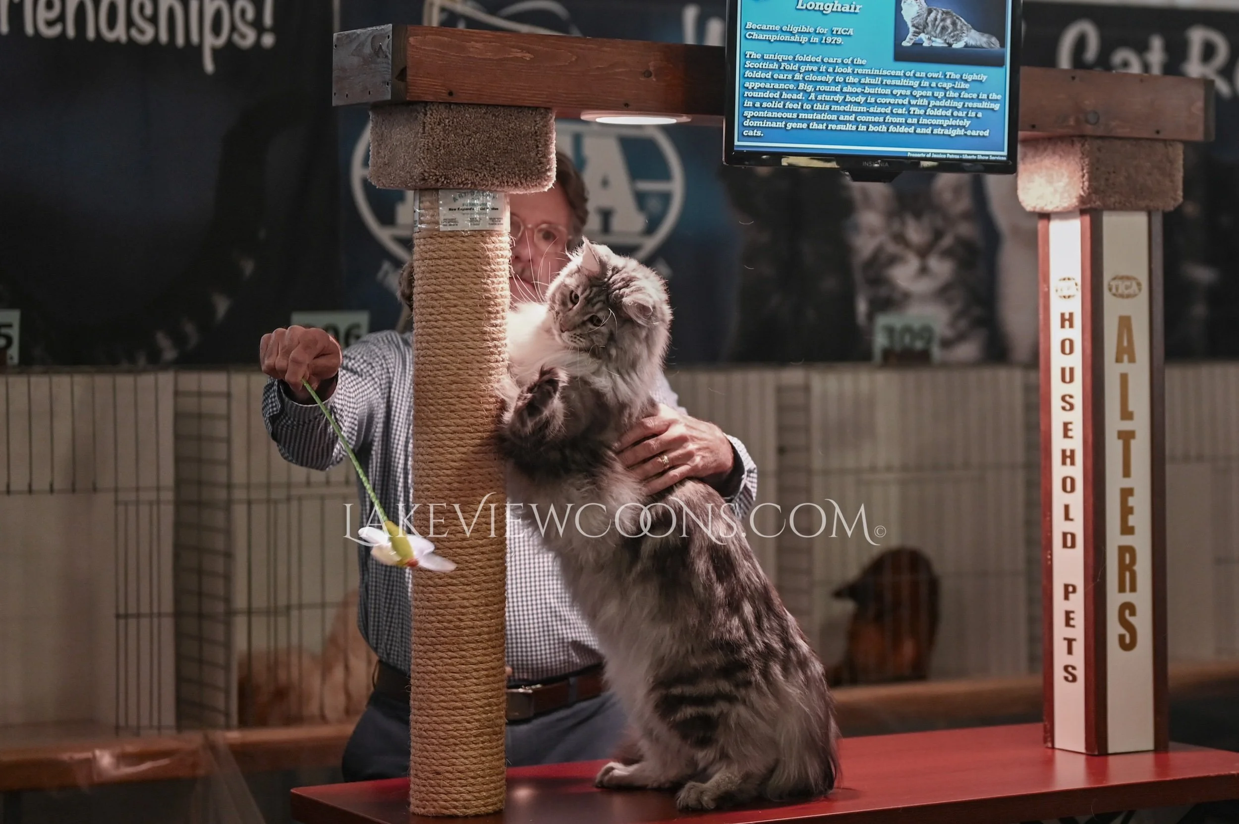 The Cost of a Well Bred Maine Coon — Lake View Coons