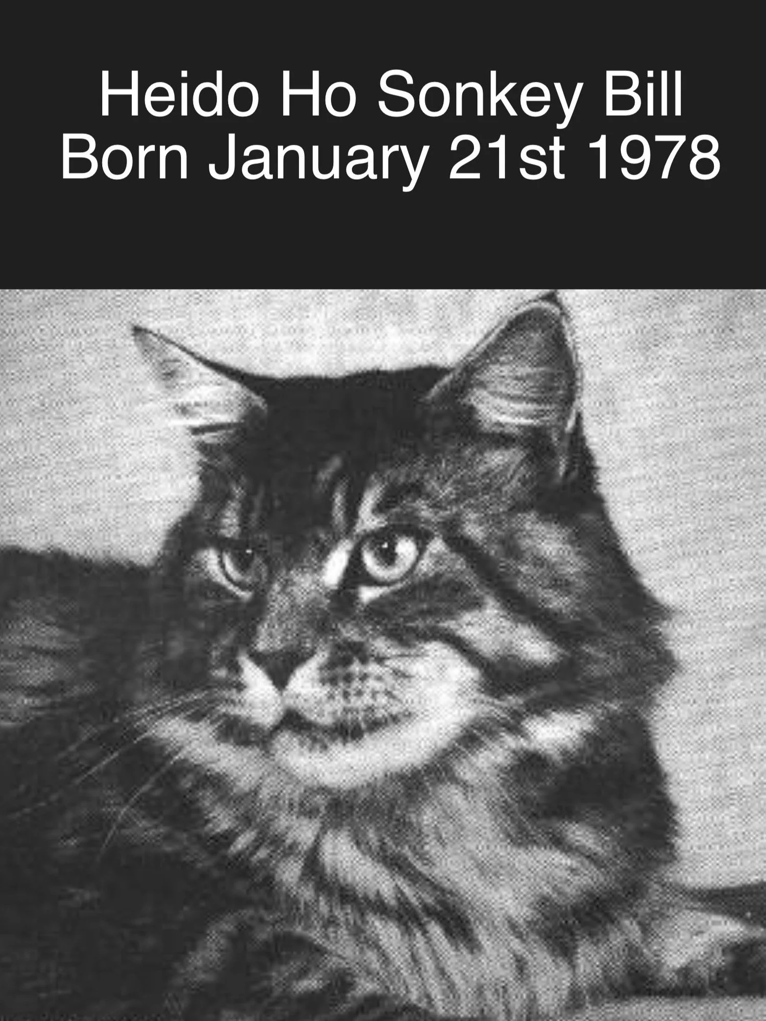 The Origin & Evolution of the Maine Coon Cat — Lake View Maine Coons