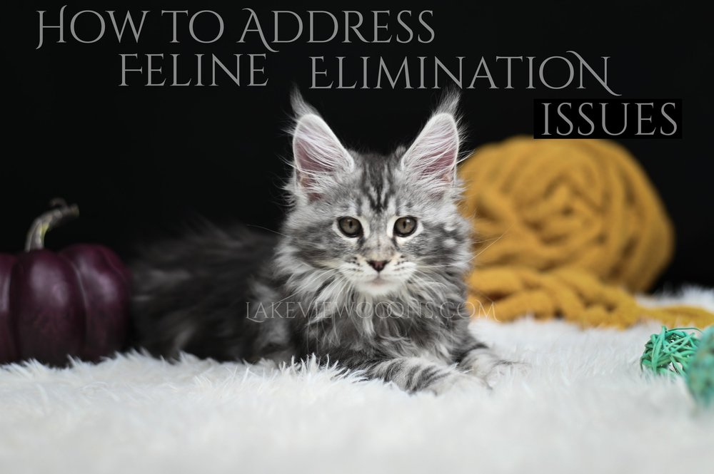 How to Address Feline Elimination Issues — Lake View Maine Coons