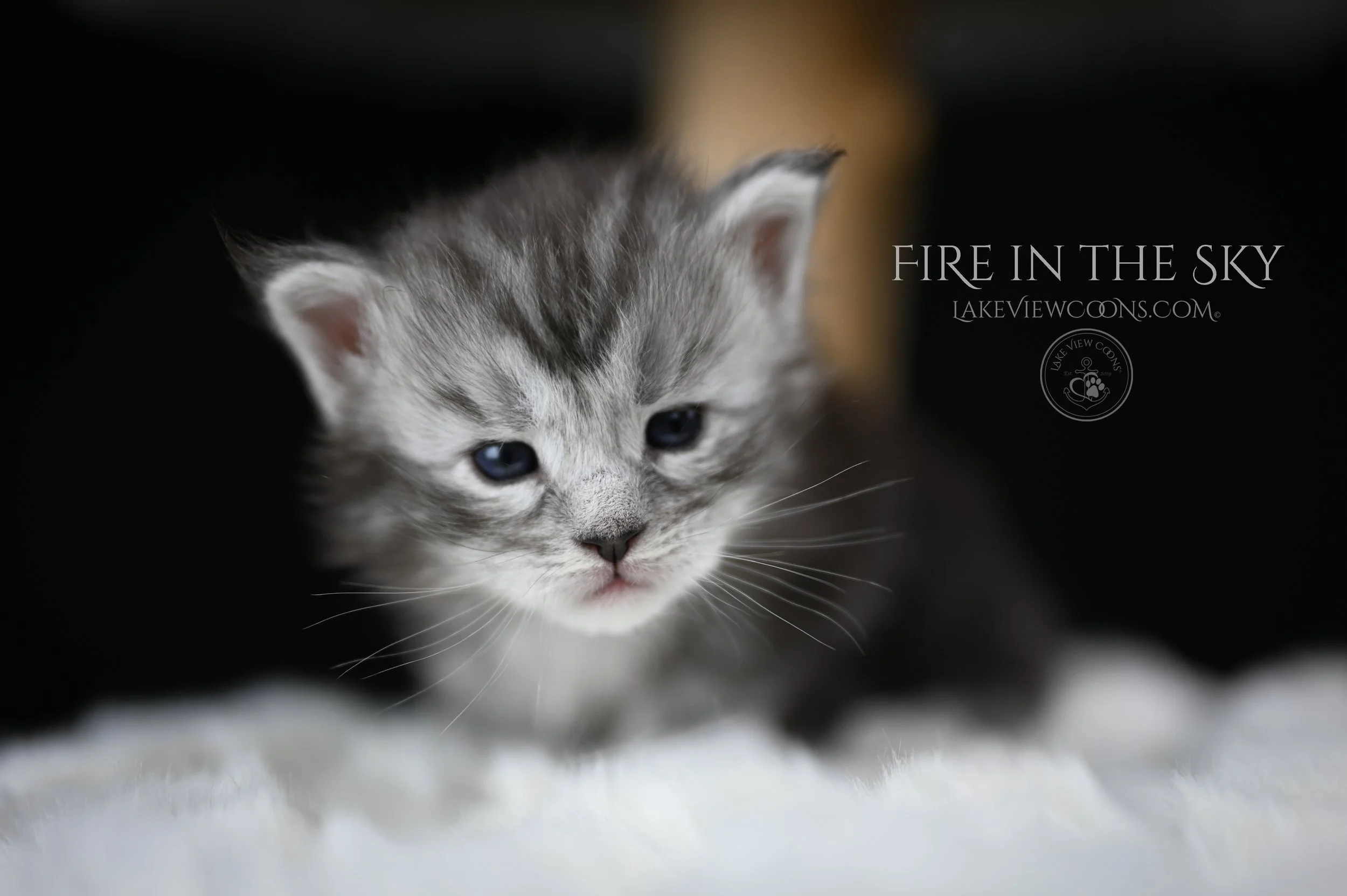 Kittens — Lake View Maine Coons