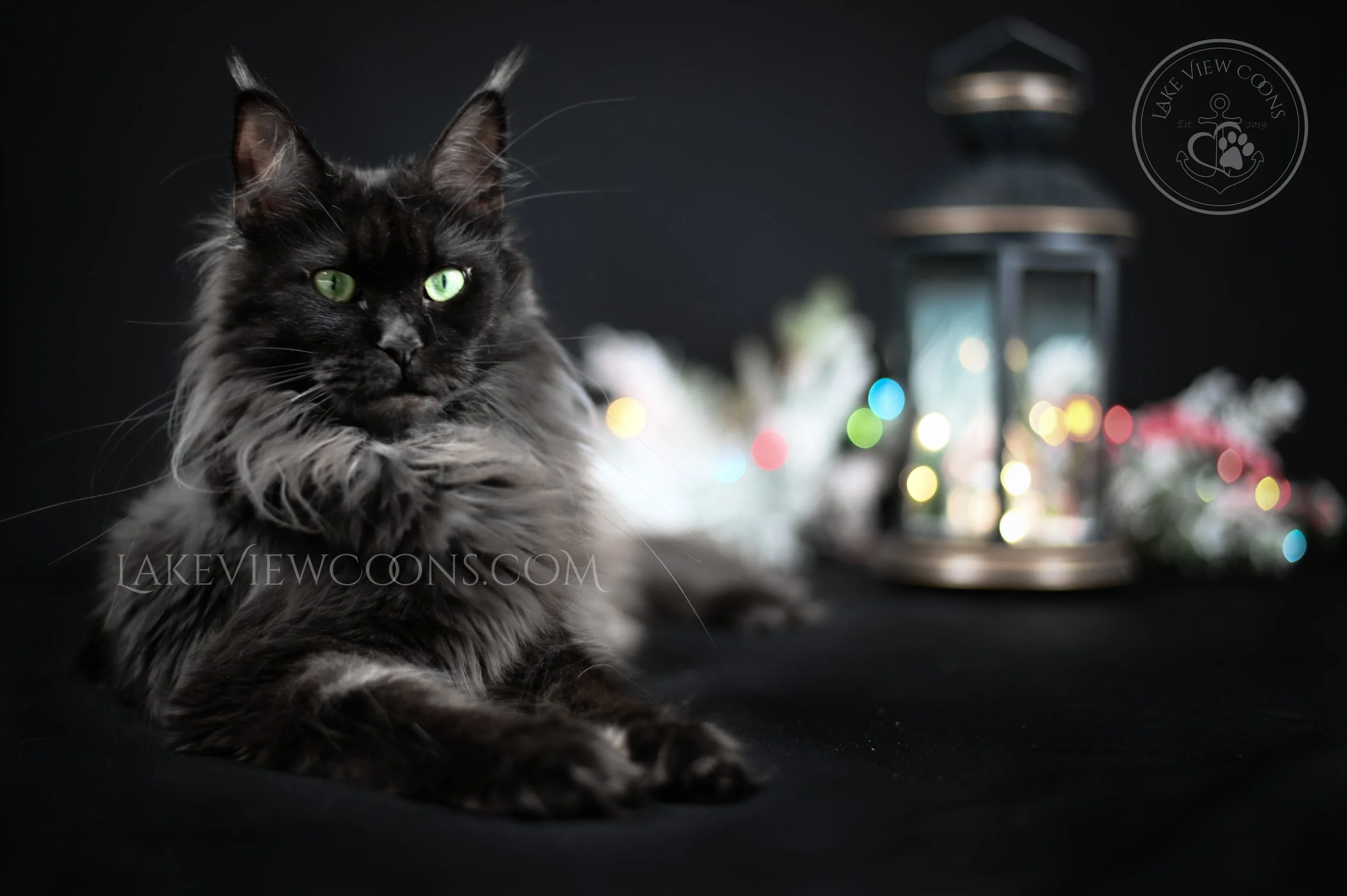 Queens — Lake View Maine Coons