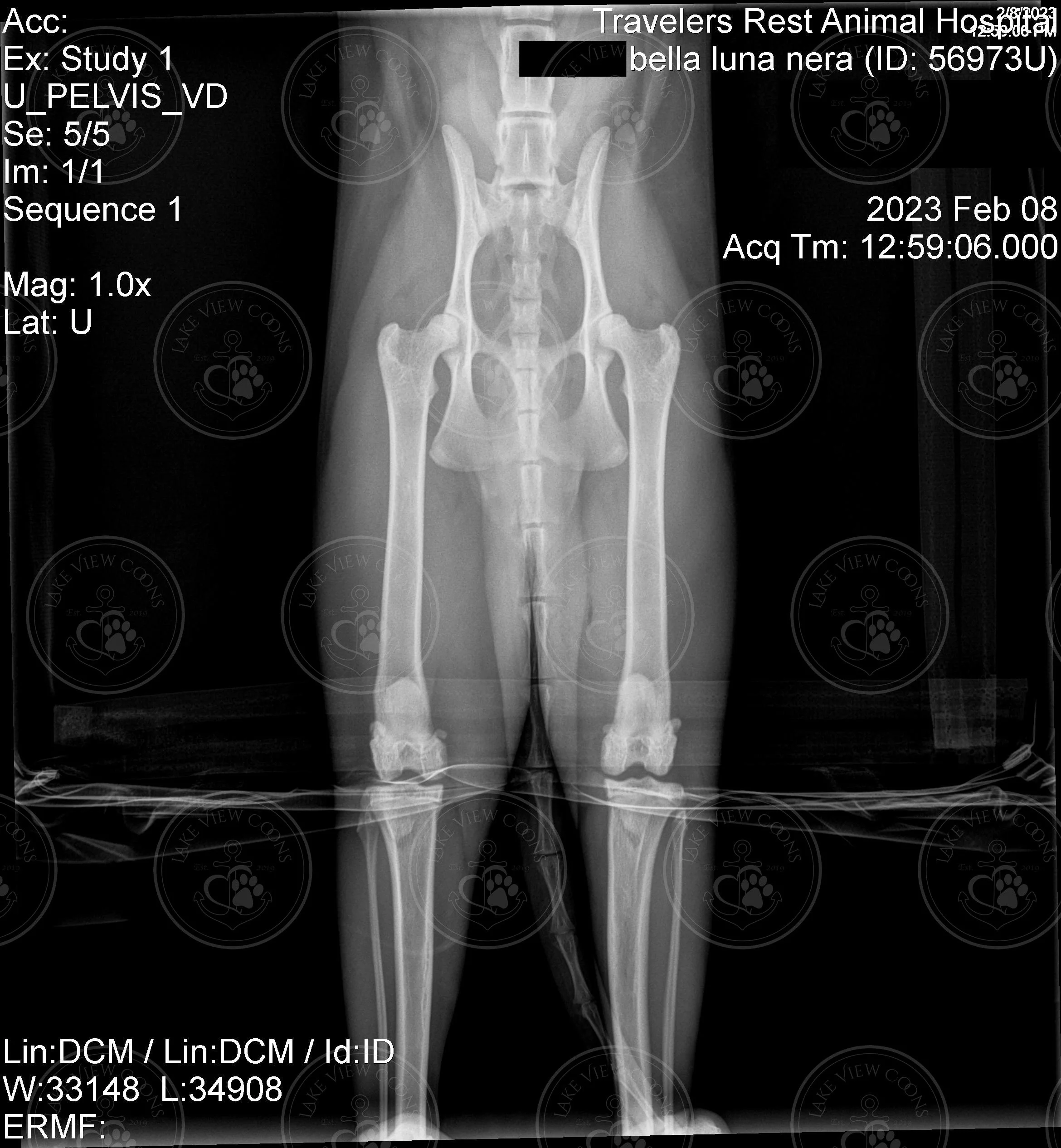 Echo Xray - Luna — Lake View Maine Coons