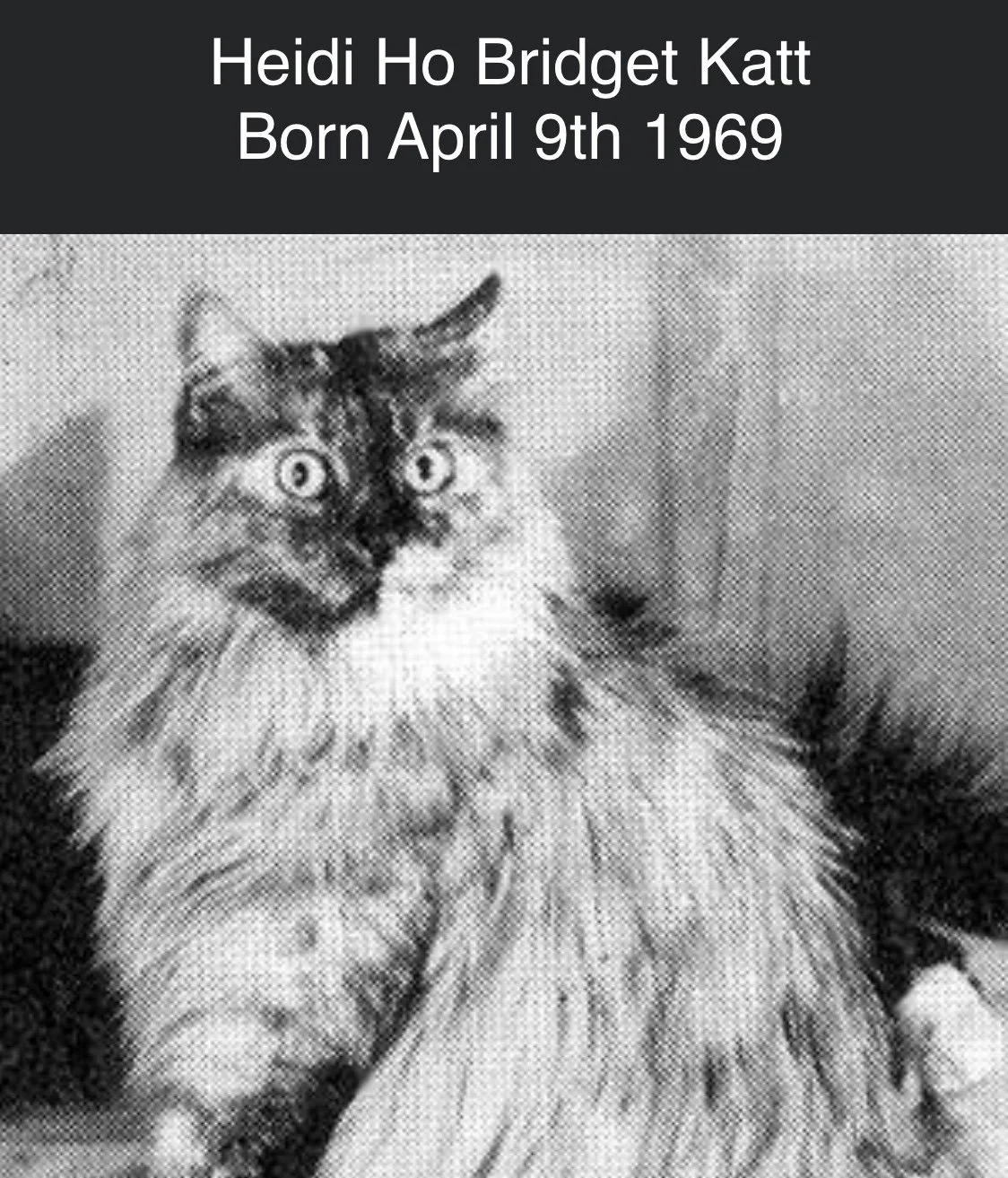 The Origin & Evolution of the Maine Coon Cat — Lake View Maine Coons