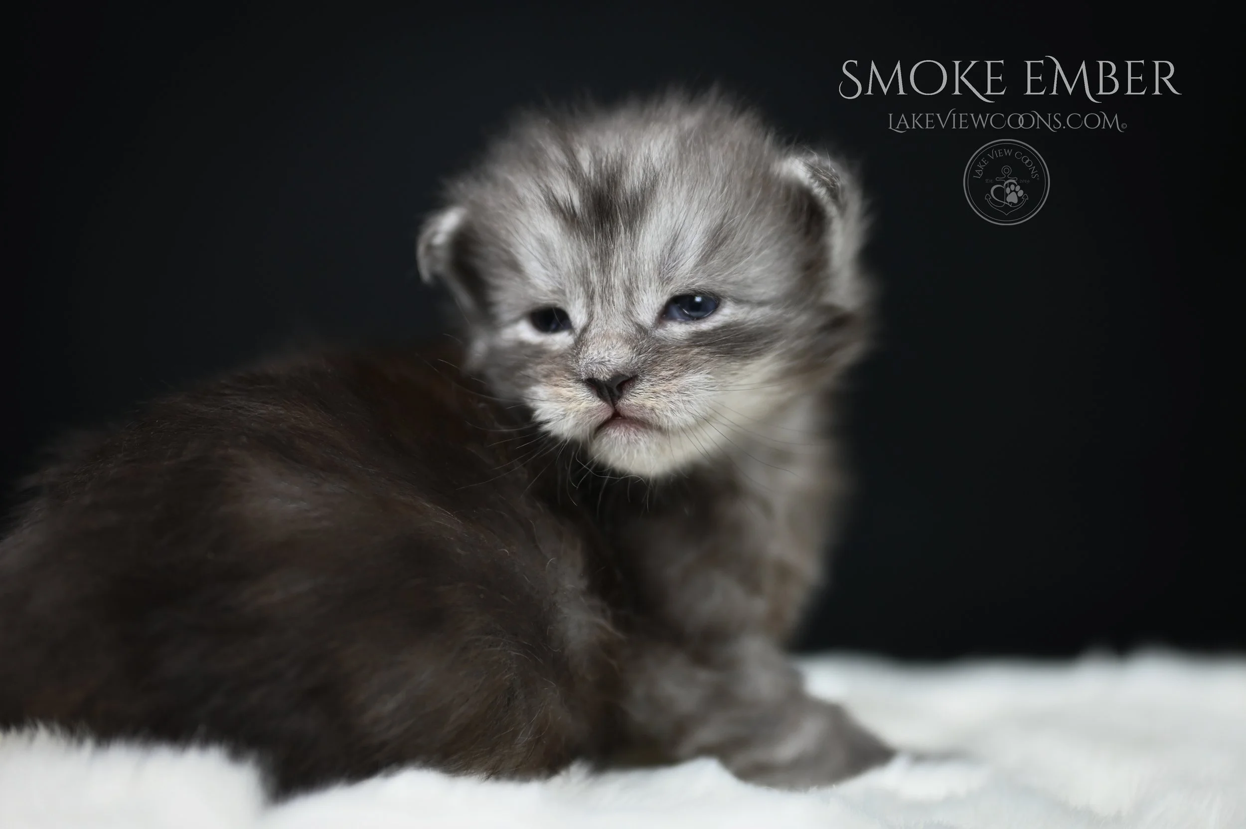 Kittens — Lake View Coons