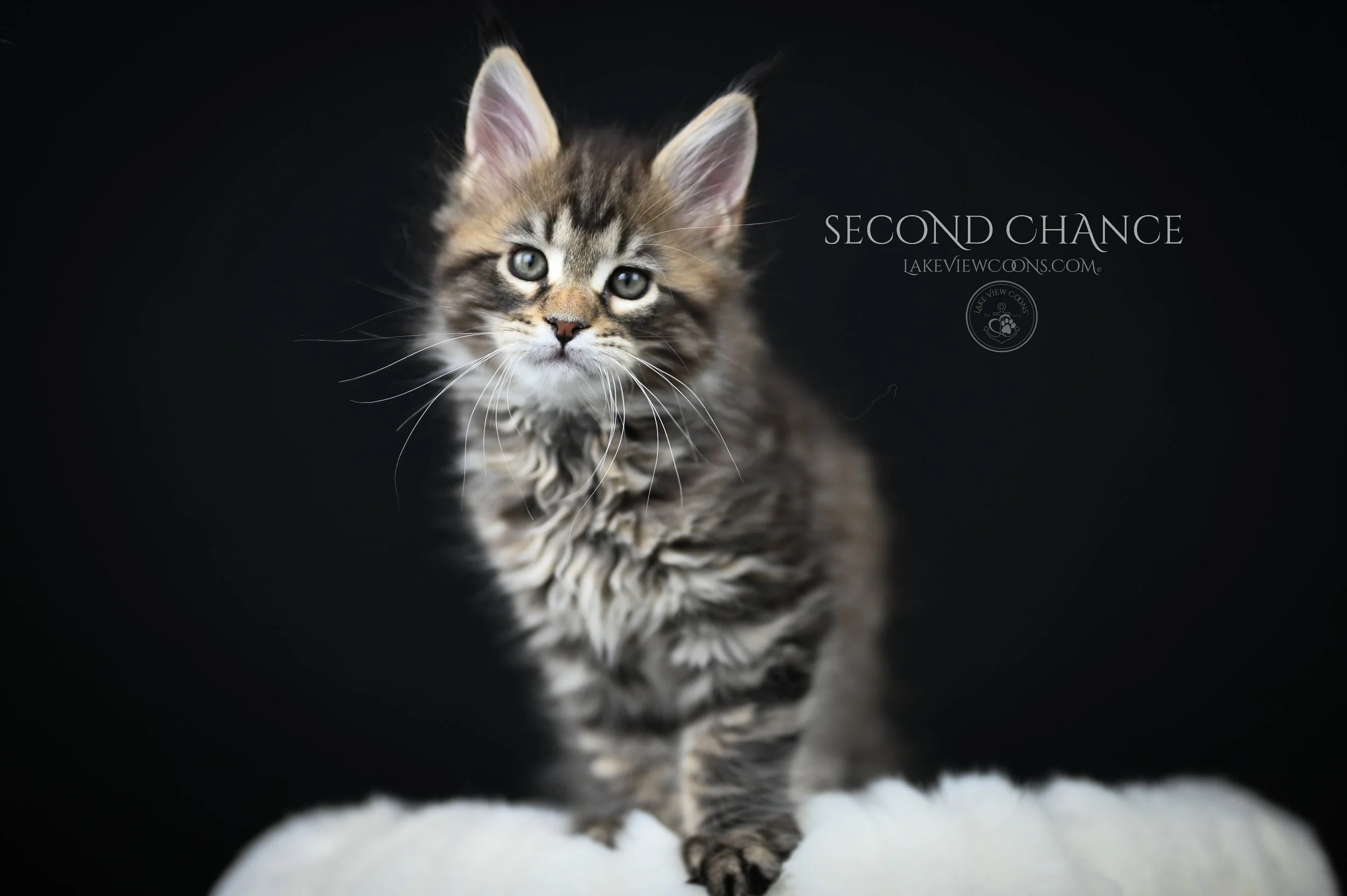 Kittens — Lake View Coons