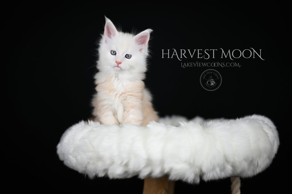 Kittens — Lake View Coons