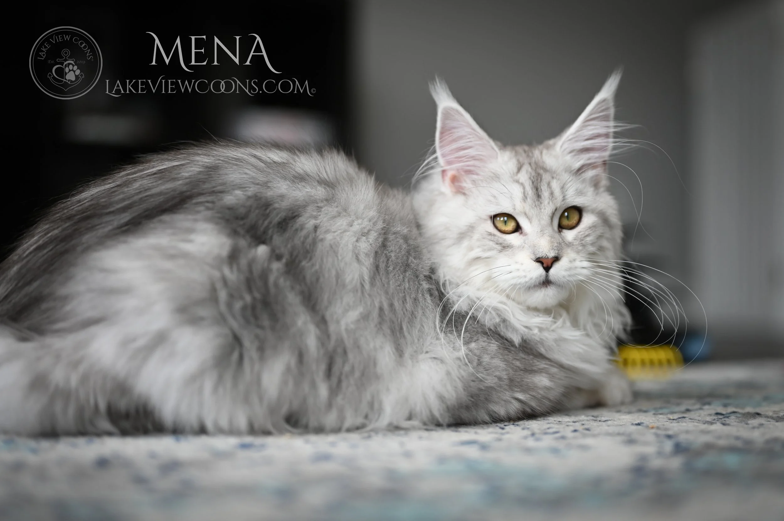 Queens — Lake View Maine Coons