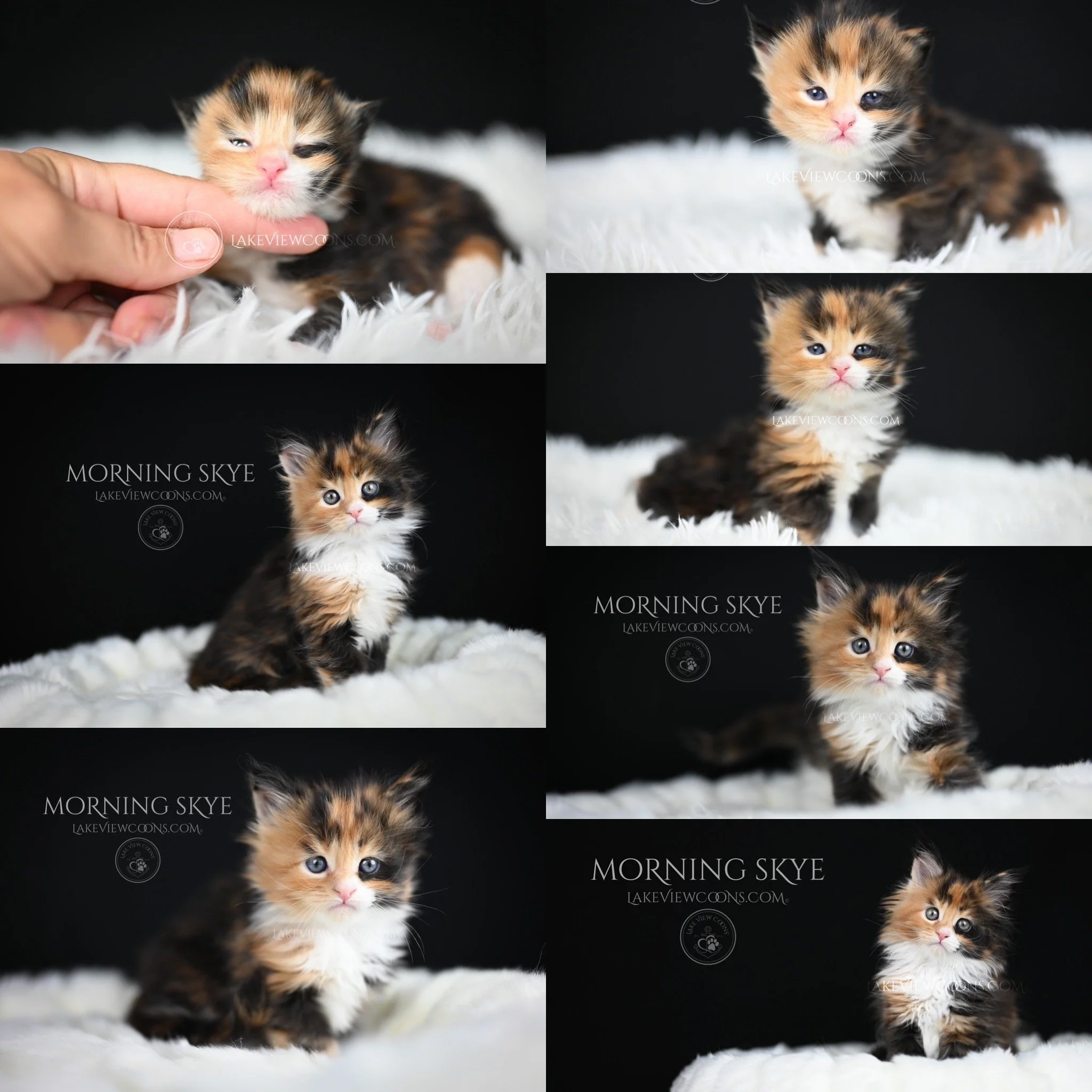 Queens — Lake View Coons