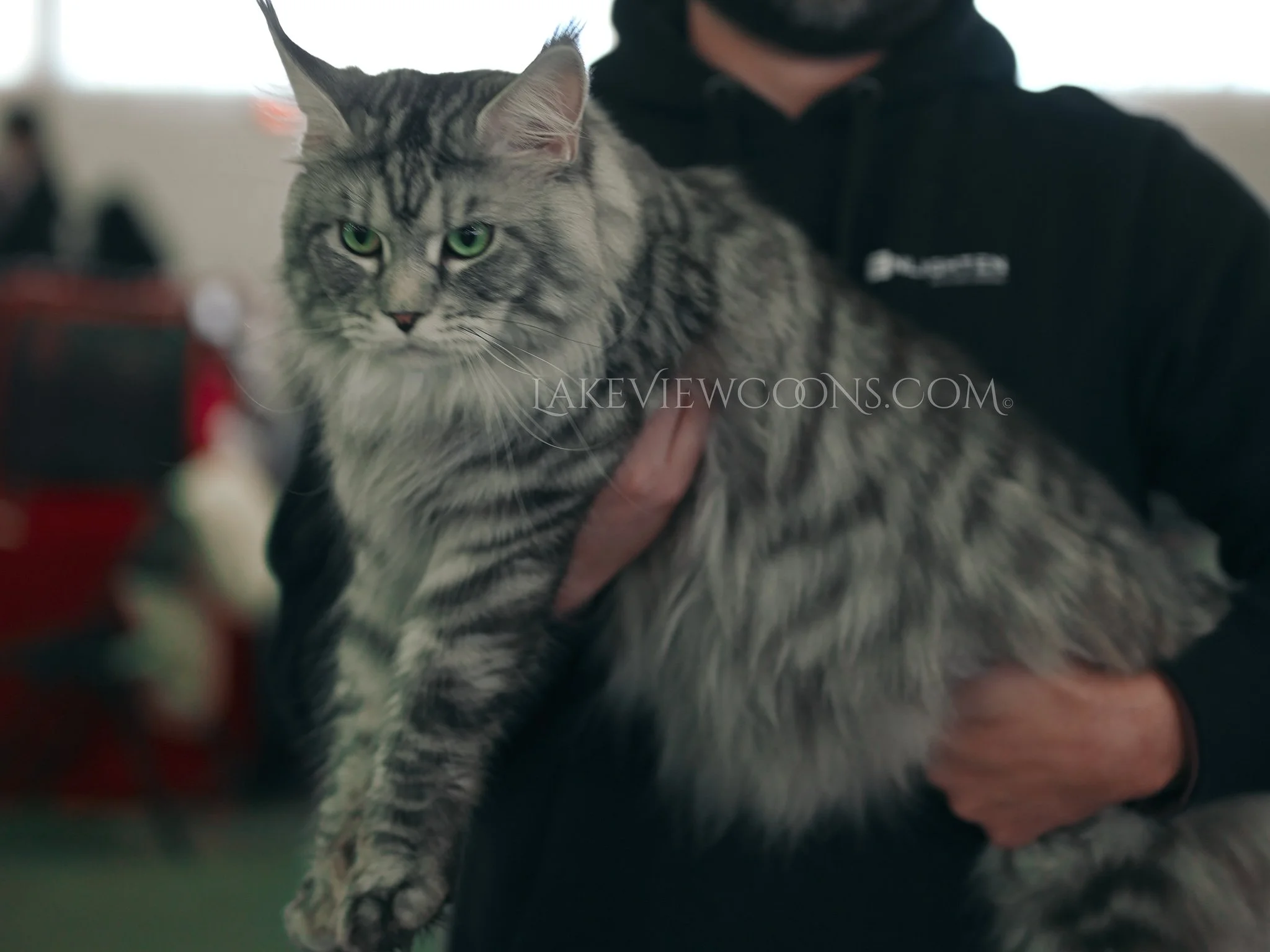 Kings — Lake View Maine Coons