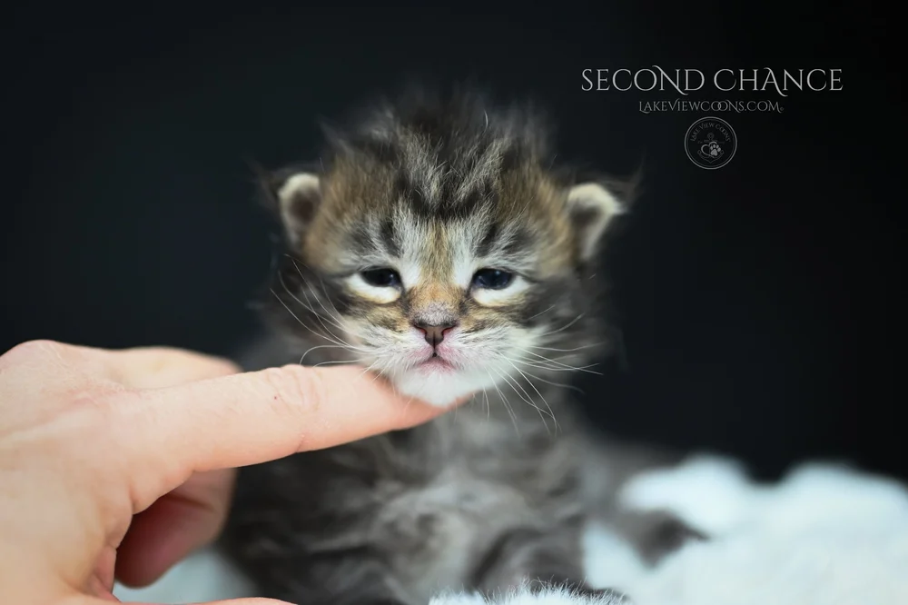 Kittens — Lake View Coons