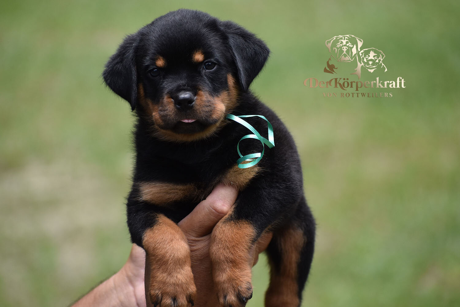 GERMAN ROTTWEILER PUPPIES FOR SALE