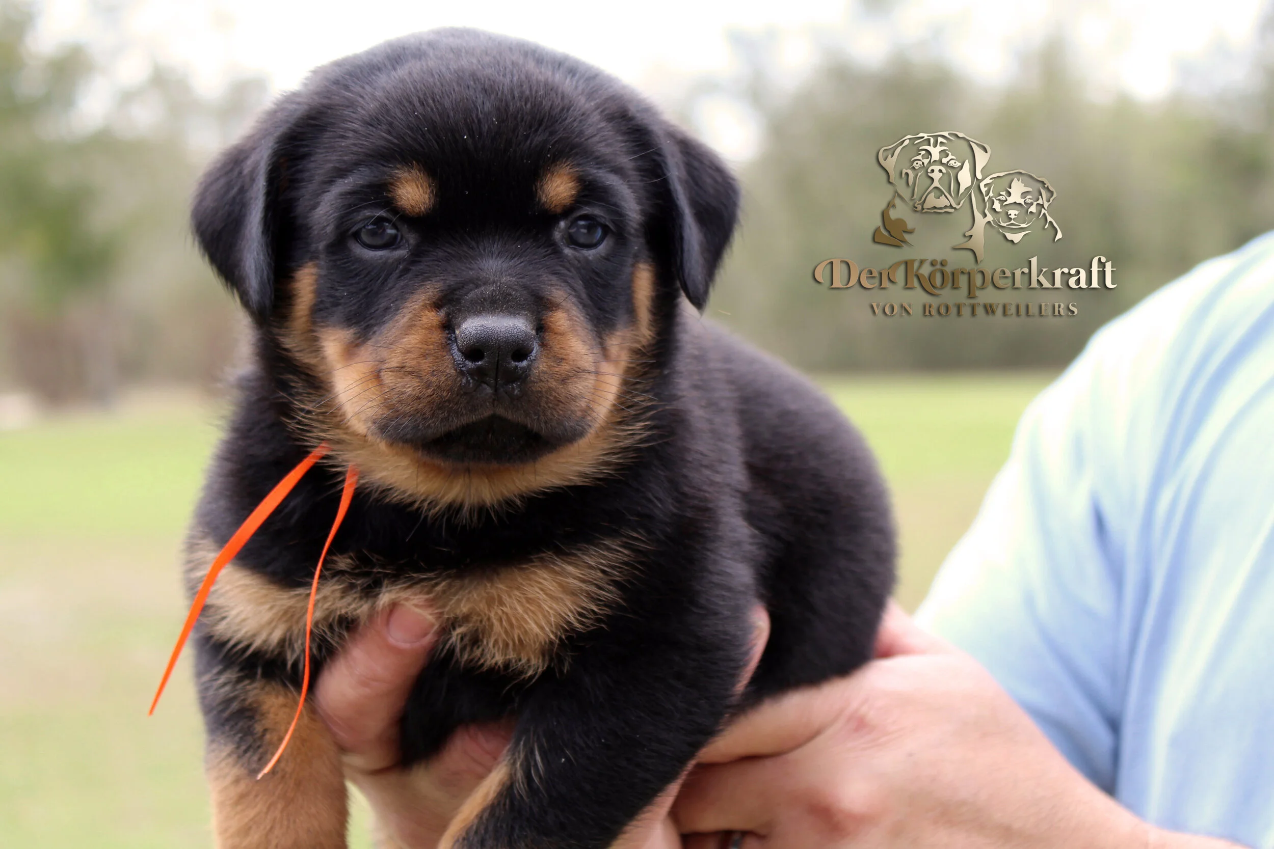 DKV Rottweilers | German Rottweiler Puppies For Sale | DKV Rottweilers ...