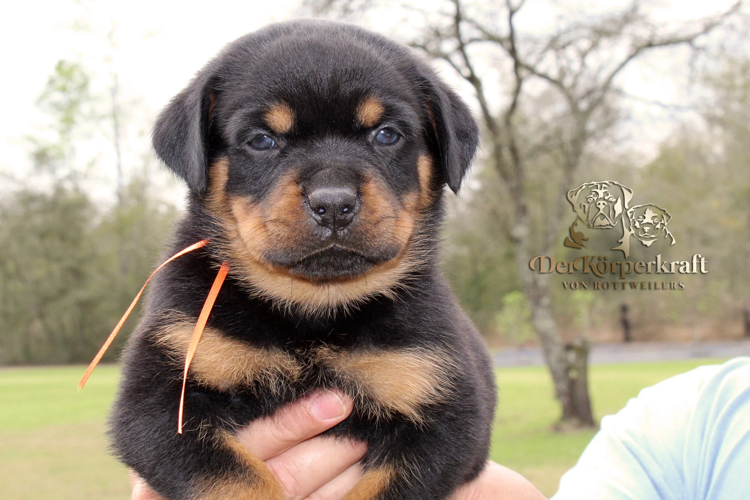 DKV Rottweilers | German Rottweiler Puppies For Sale | DKV Rottweilers ...