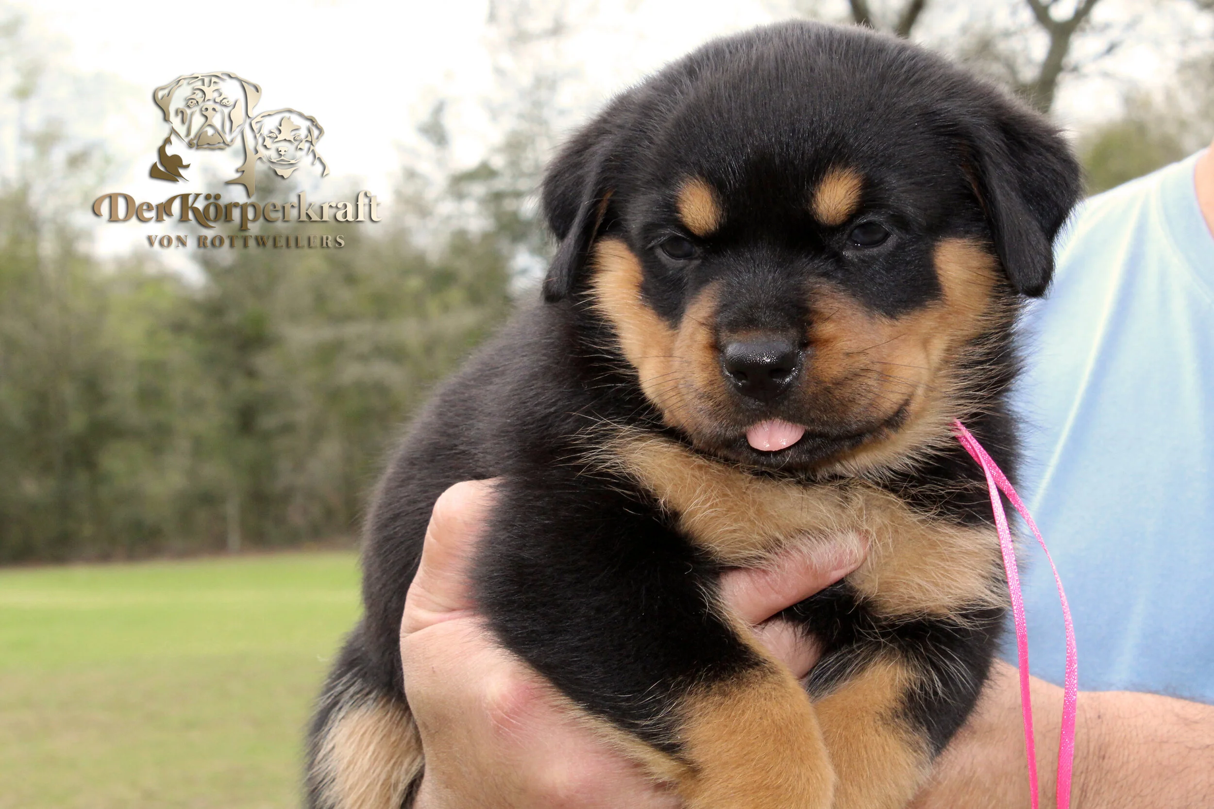 DKV Rottweilers | German Rottweiler Puppies For Sale | DKV Rottweilers ...