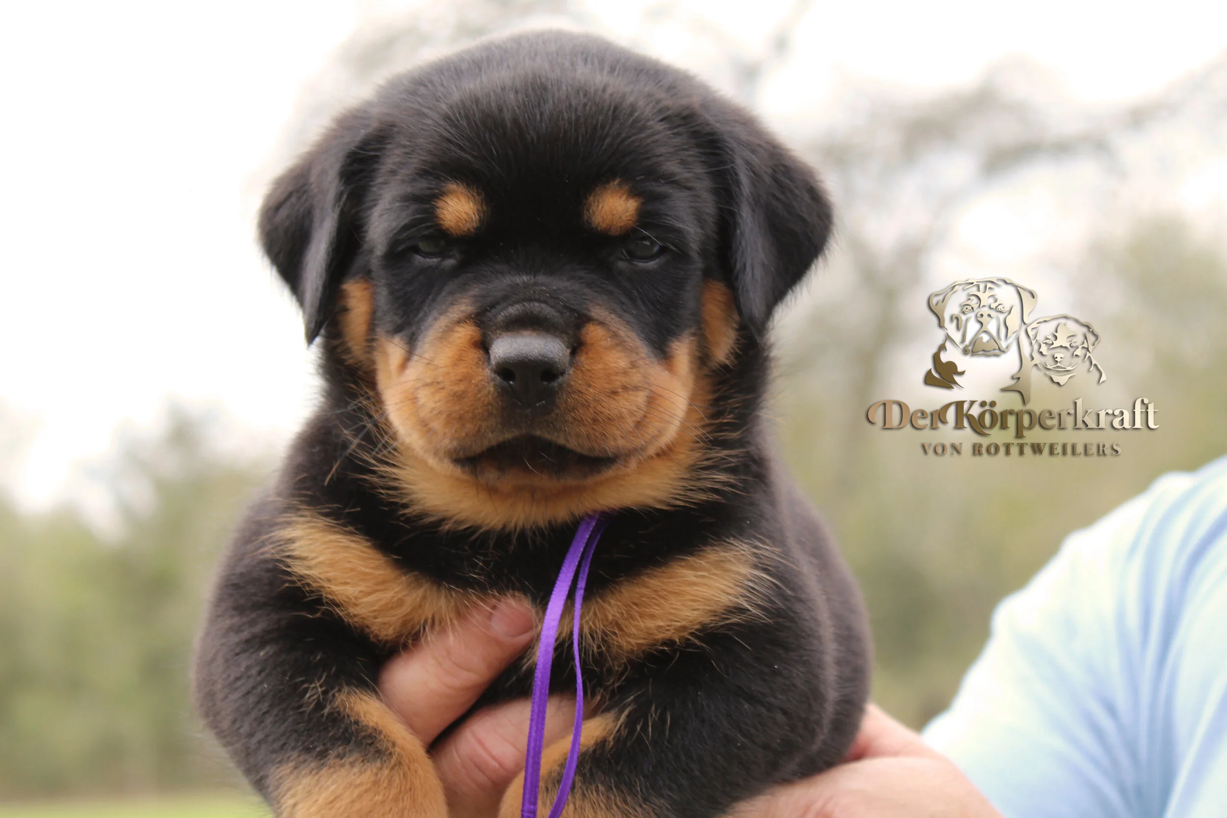DKV Rottweilers | German Rottweiler Puppies For Sale | DKV Rottweilers ...