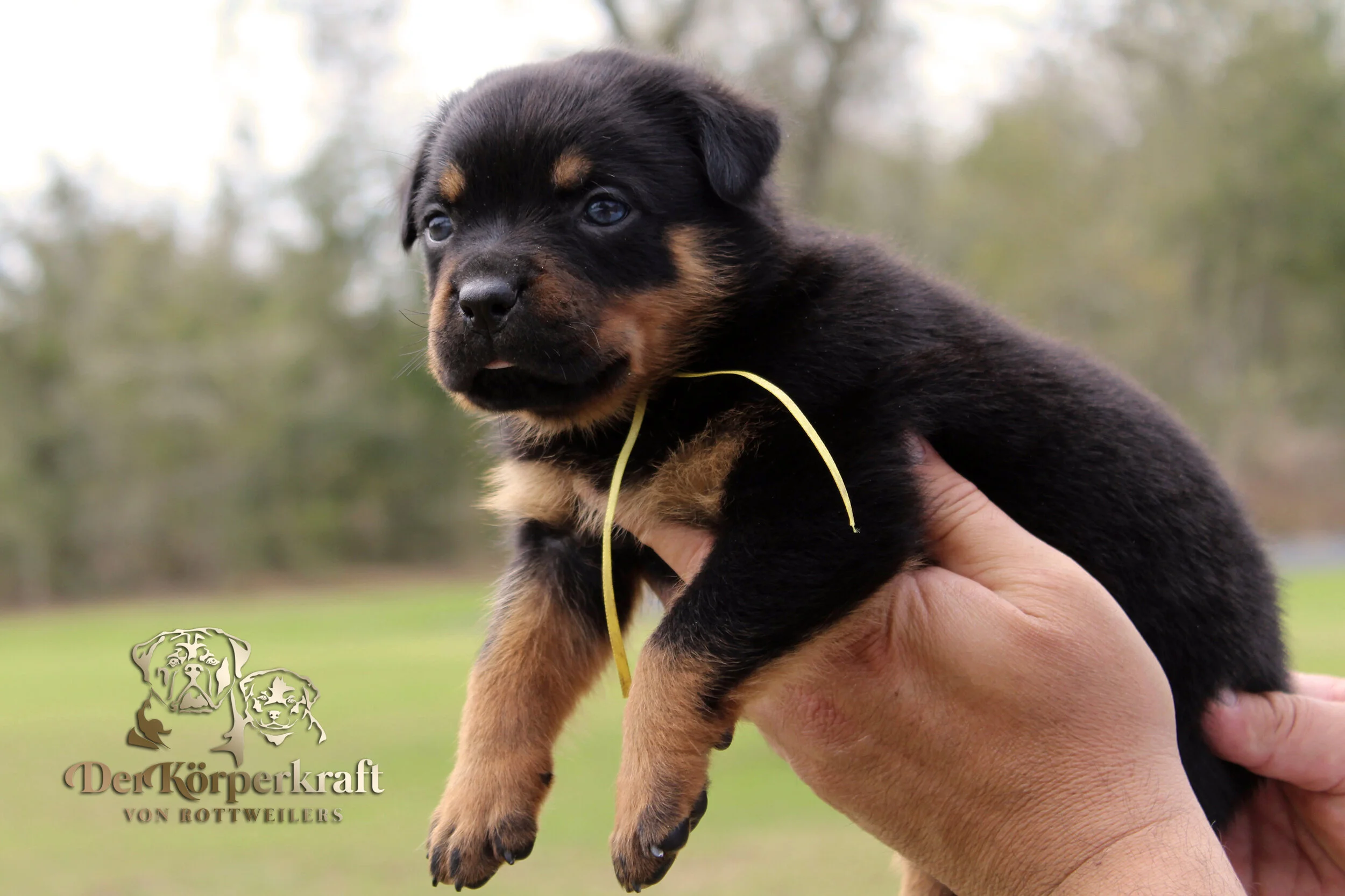 DKV Rottweilers | German Rottweiler Puppies For Sale | DKV Rottweilers ...