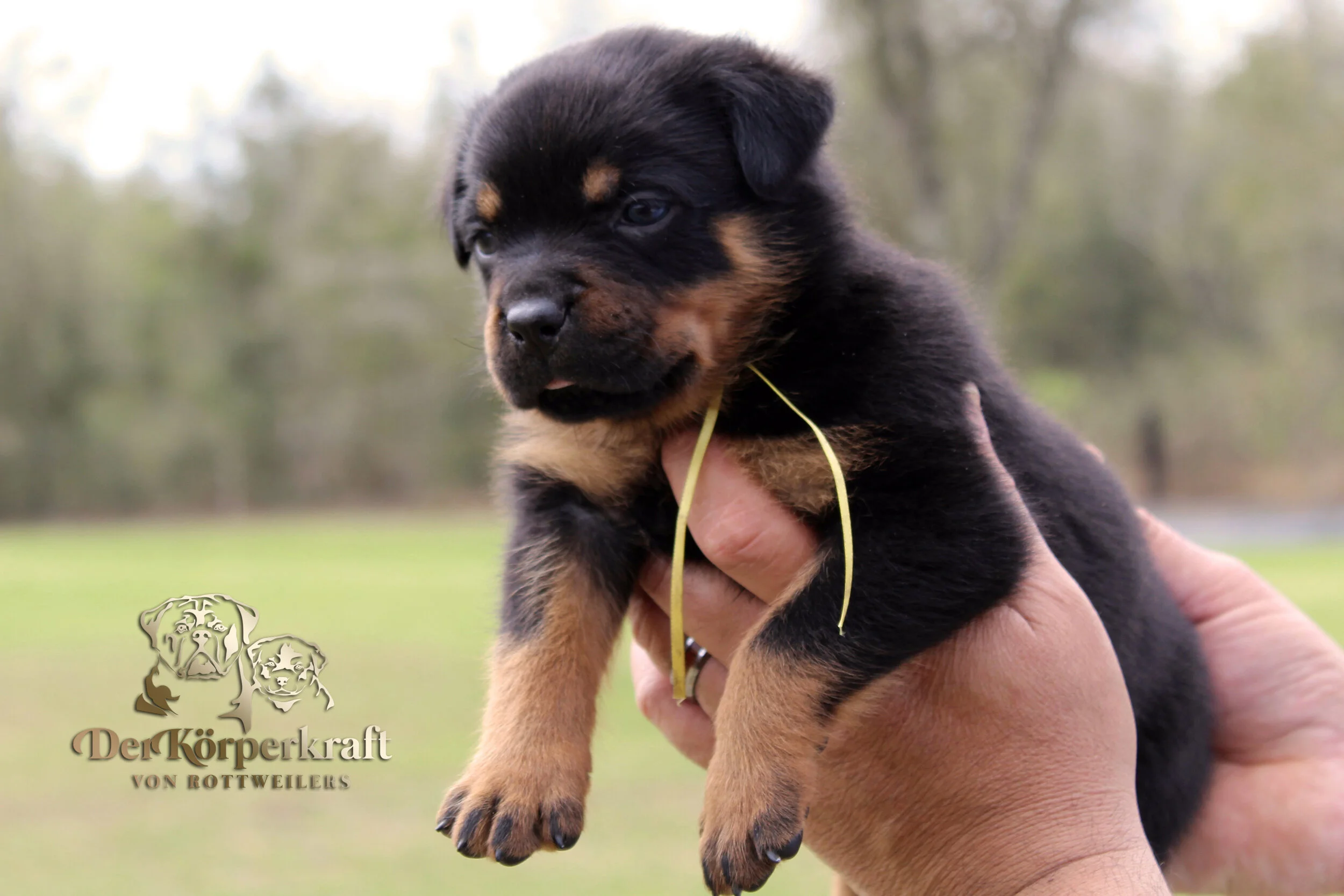DKV Rottweilers | German Rottweiler Puppies For Sale | DKV Rottweilers ...