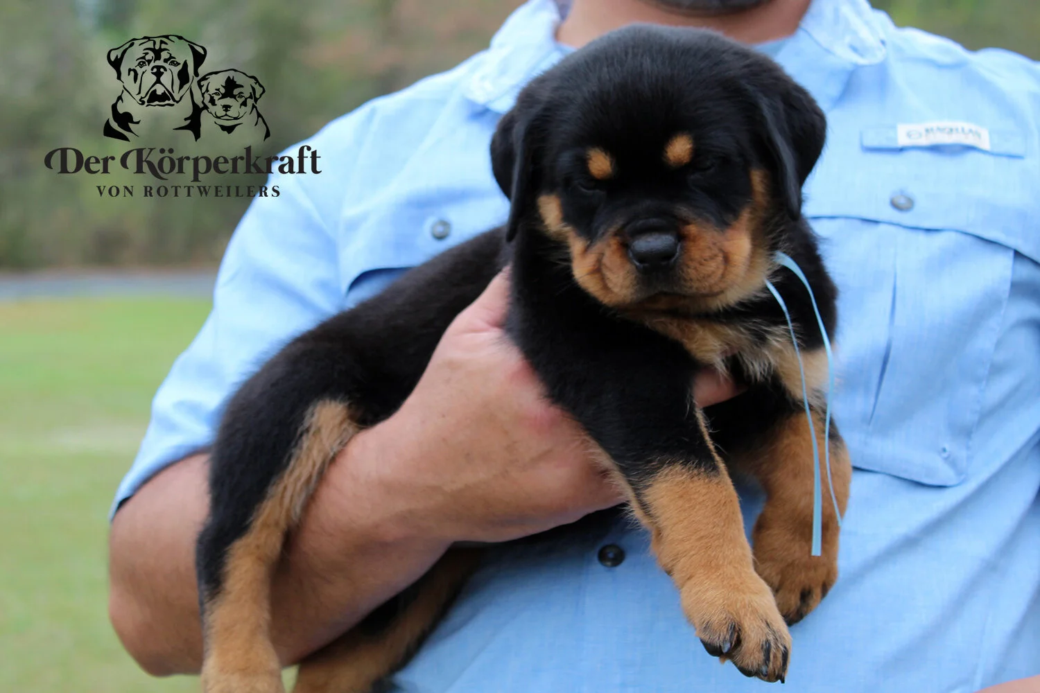 DKV Rottweilers | German Rottweiler Puppies For Sale | DKV Rottweilers ...